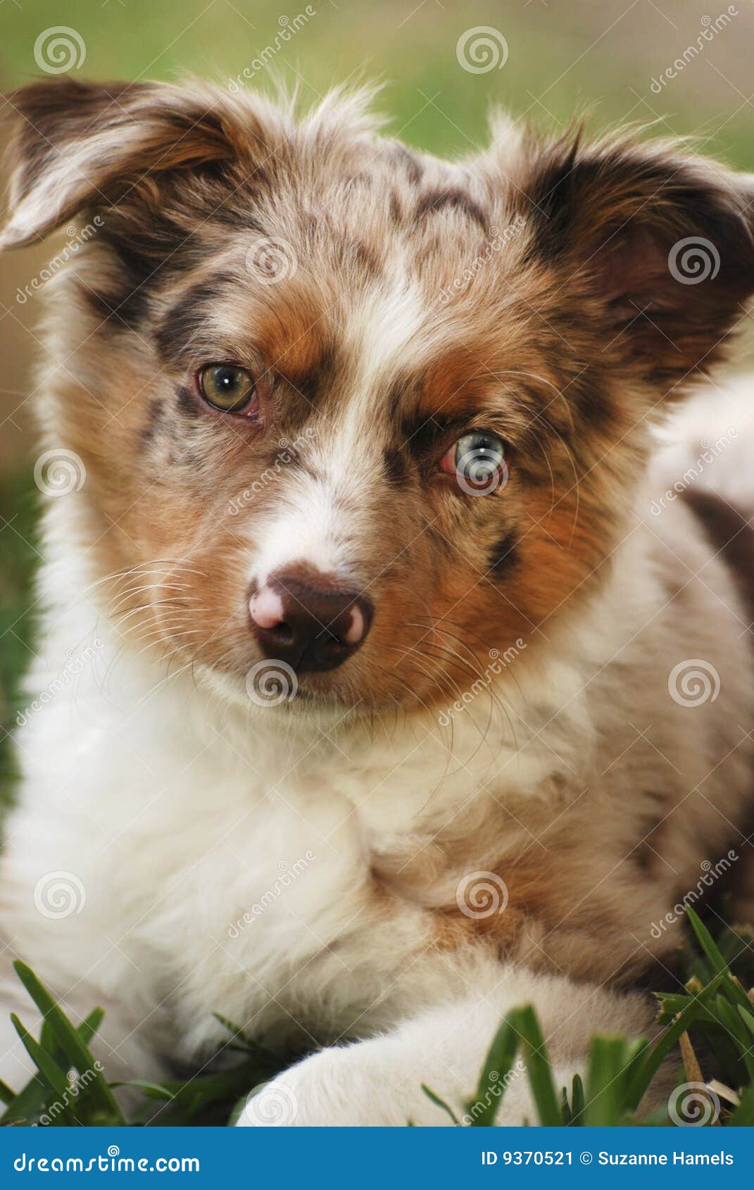 Ojos inocentes imagen de archivo. Imagen de verde, doméstico - 9370521