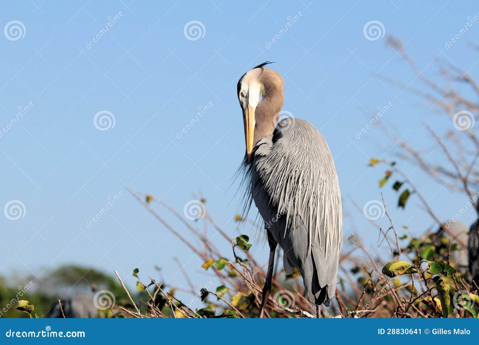Ojos Preening De La Garza Semicerrados Imagen de archivo - Imagen de ...