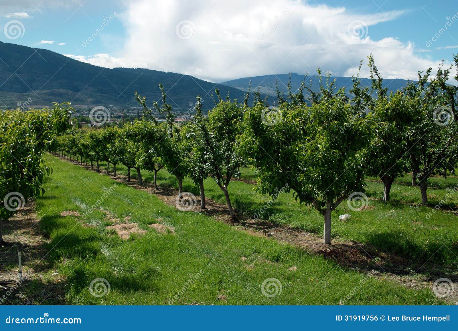 Okanagan Valley Orchard, BC Canada Stock Photo - Image of valley ...