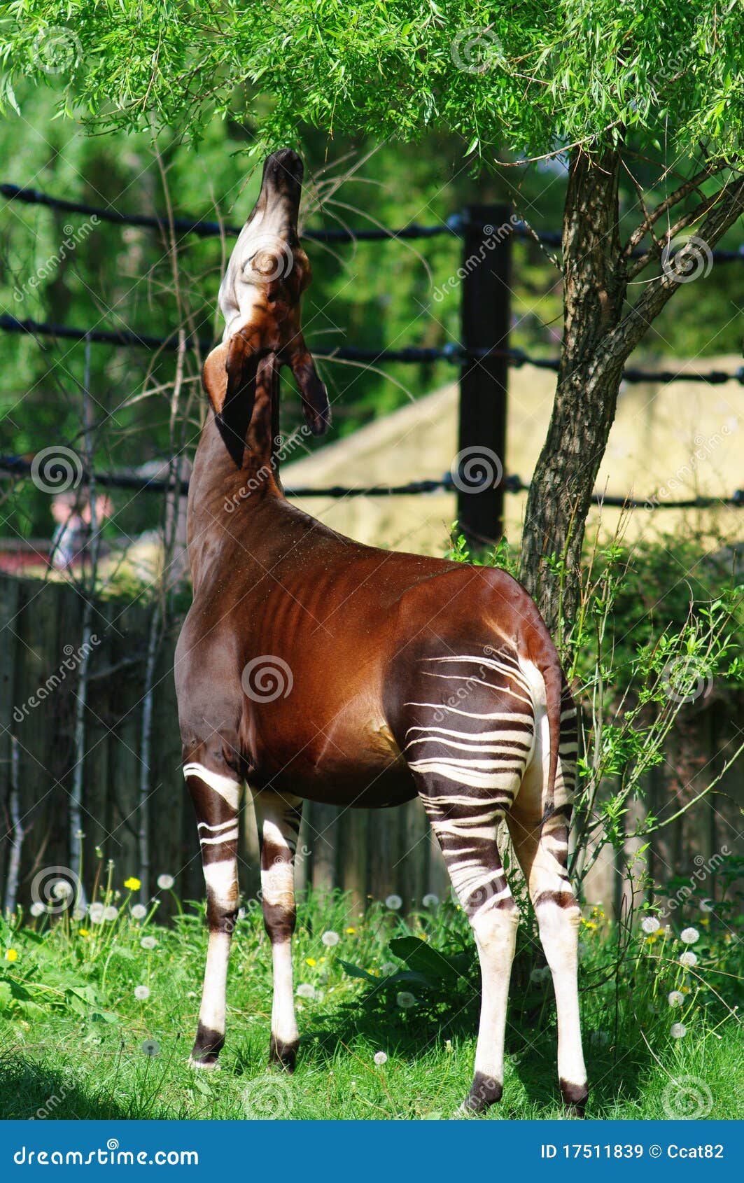 Okapi stock image. Image of cute, mammal, eating, brown - 17511839