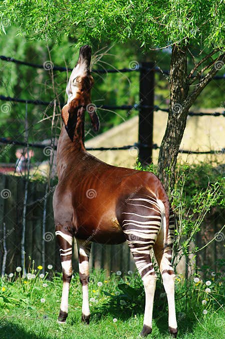 Okapi stock image. Image of cute, mammal, eating, brown - 17511839