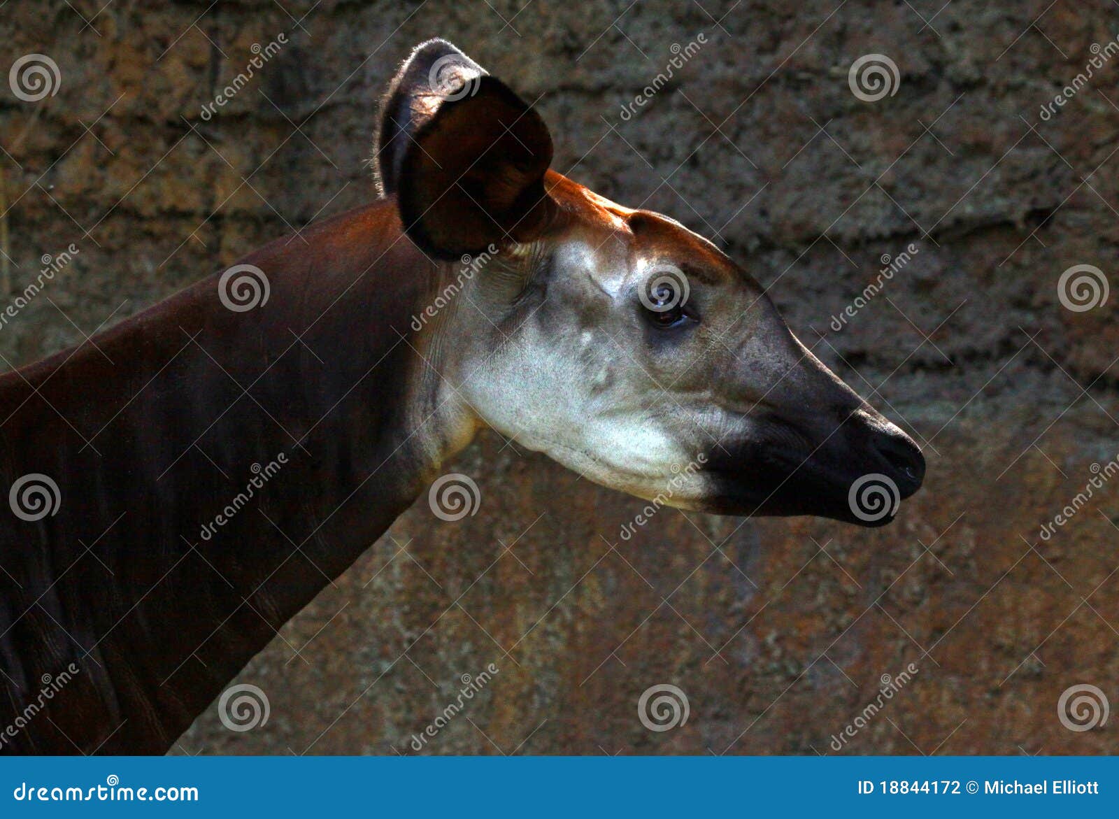 Okapi stock photo. Image of white, velvety, eyes, mephoto - 18844172
