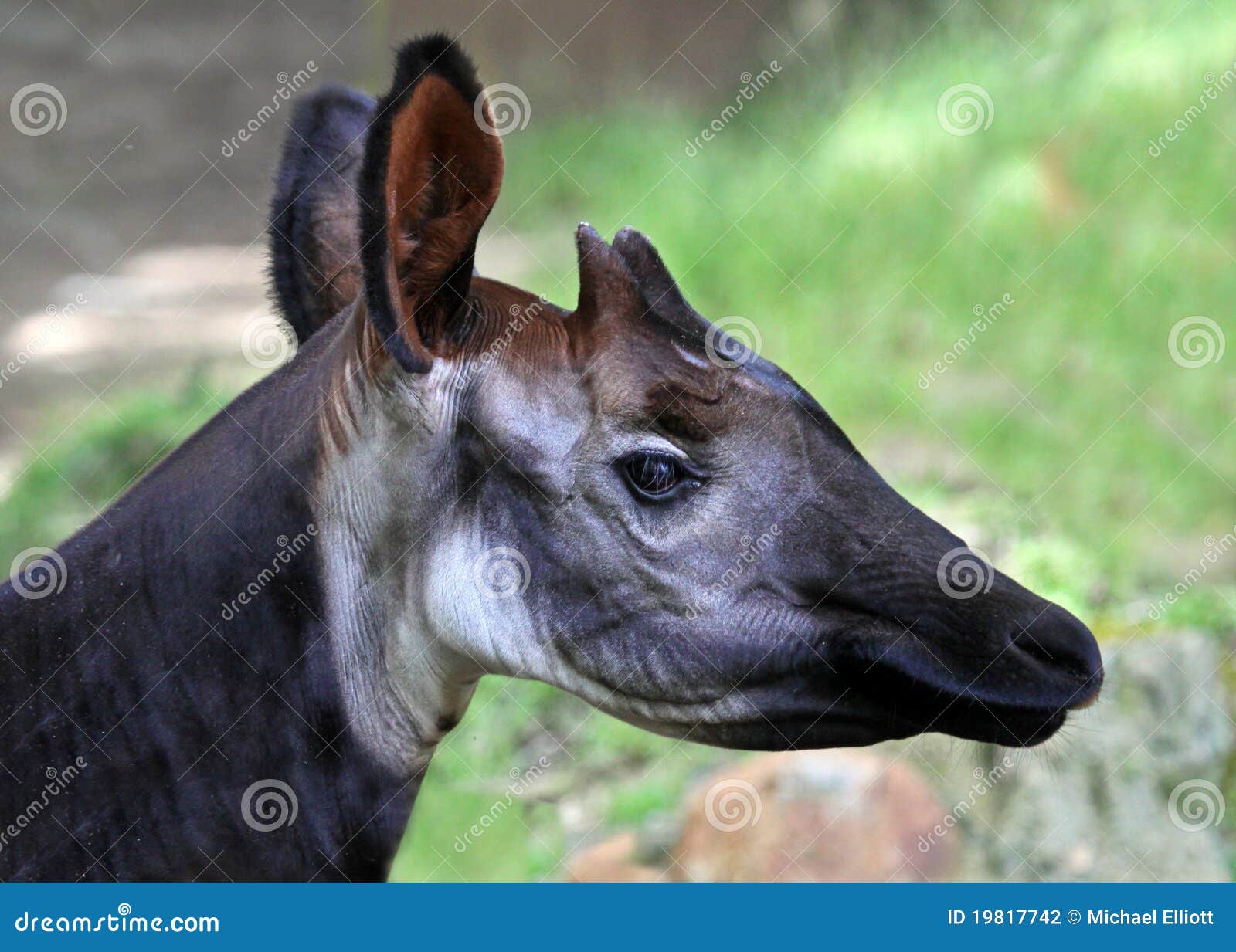 Okapi stock photo. Image of nostril, animals, giraffe - 19817742