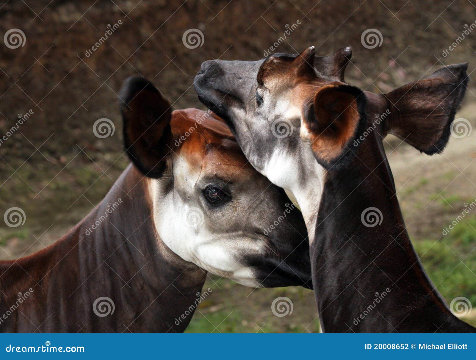 Okapi stock photo. Image of family, animals, mammal, giraffe - 20008652