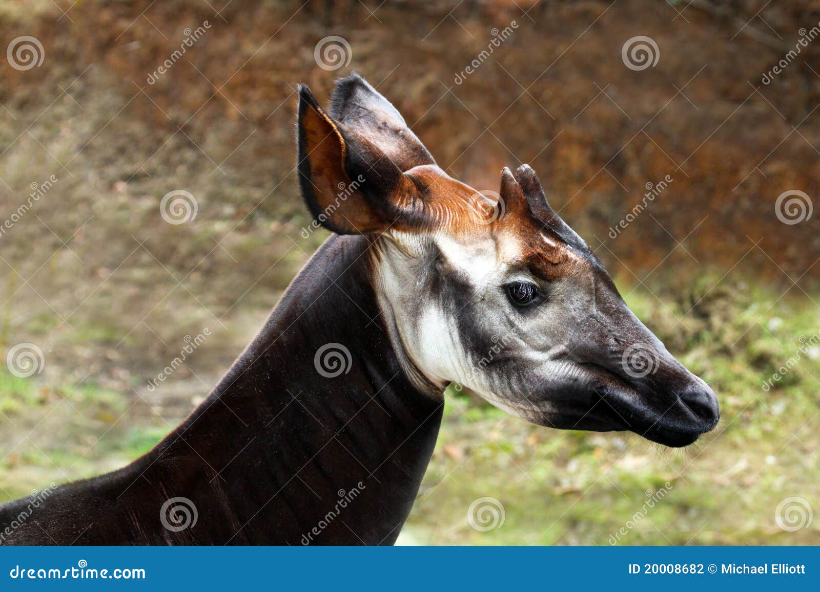Okapi stock photo. Image of rainforest, species, head - 20008682