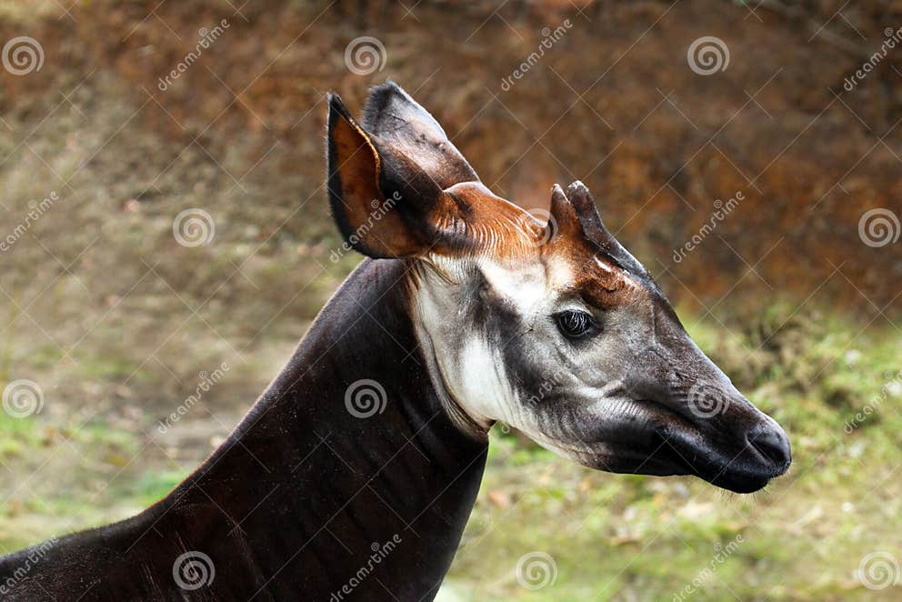 Okapi stock photo. Image of rainforest, species, head - 20008682