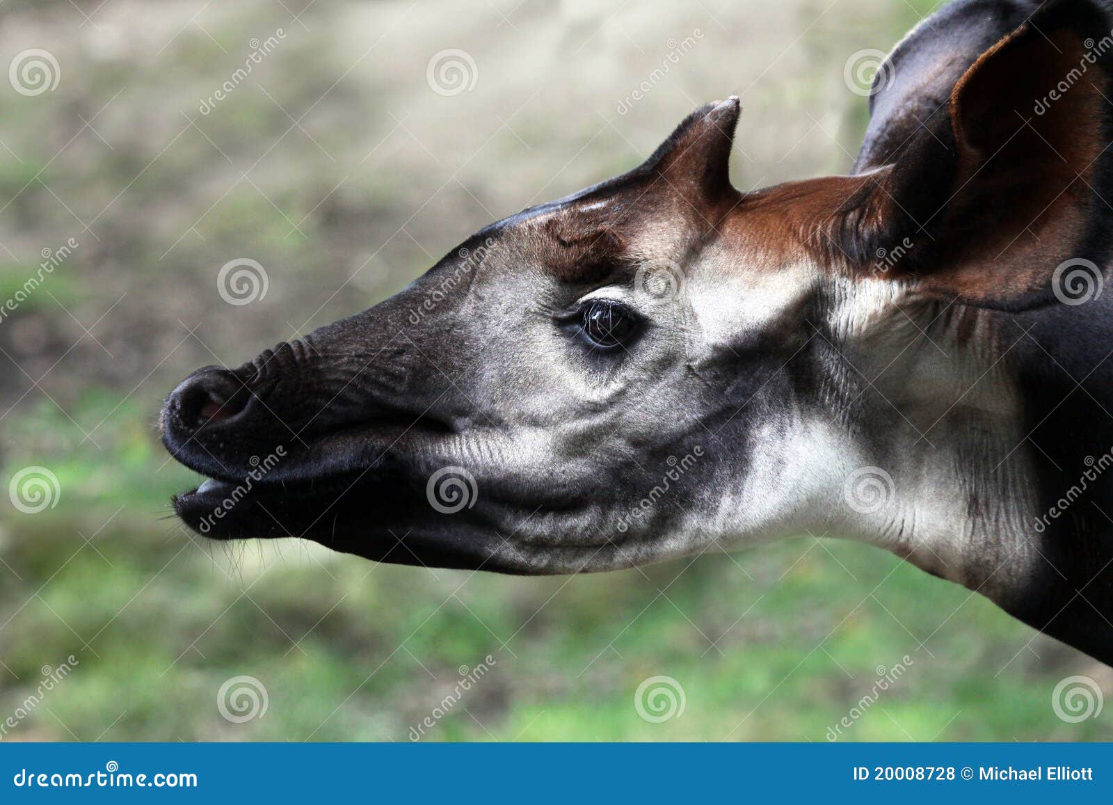 Okapi stock photo. Image of mammal, closeup, nature, portrait - 20008728