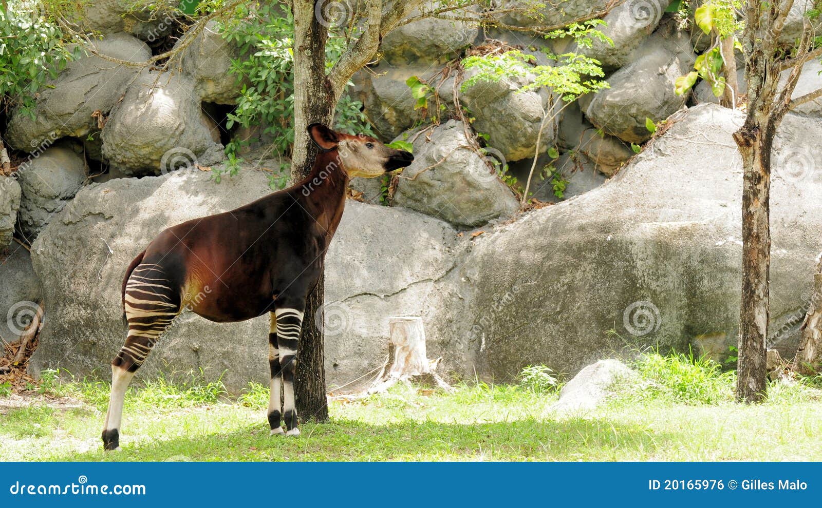 Okapi stock photo. Image of central, habitat, eating - 20165976