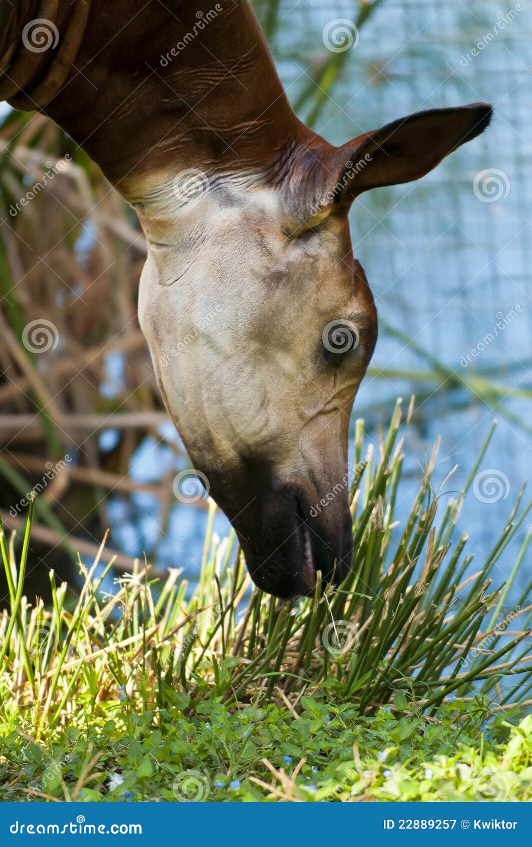 Okapi stock image. Image of unusual, african, white, okapia - 22889257