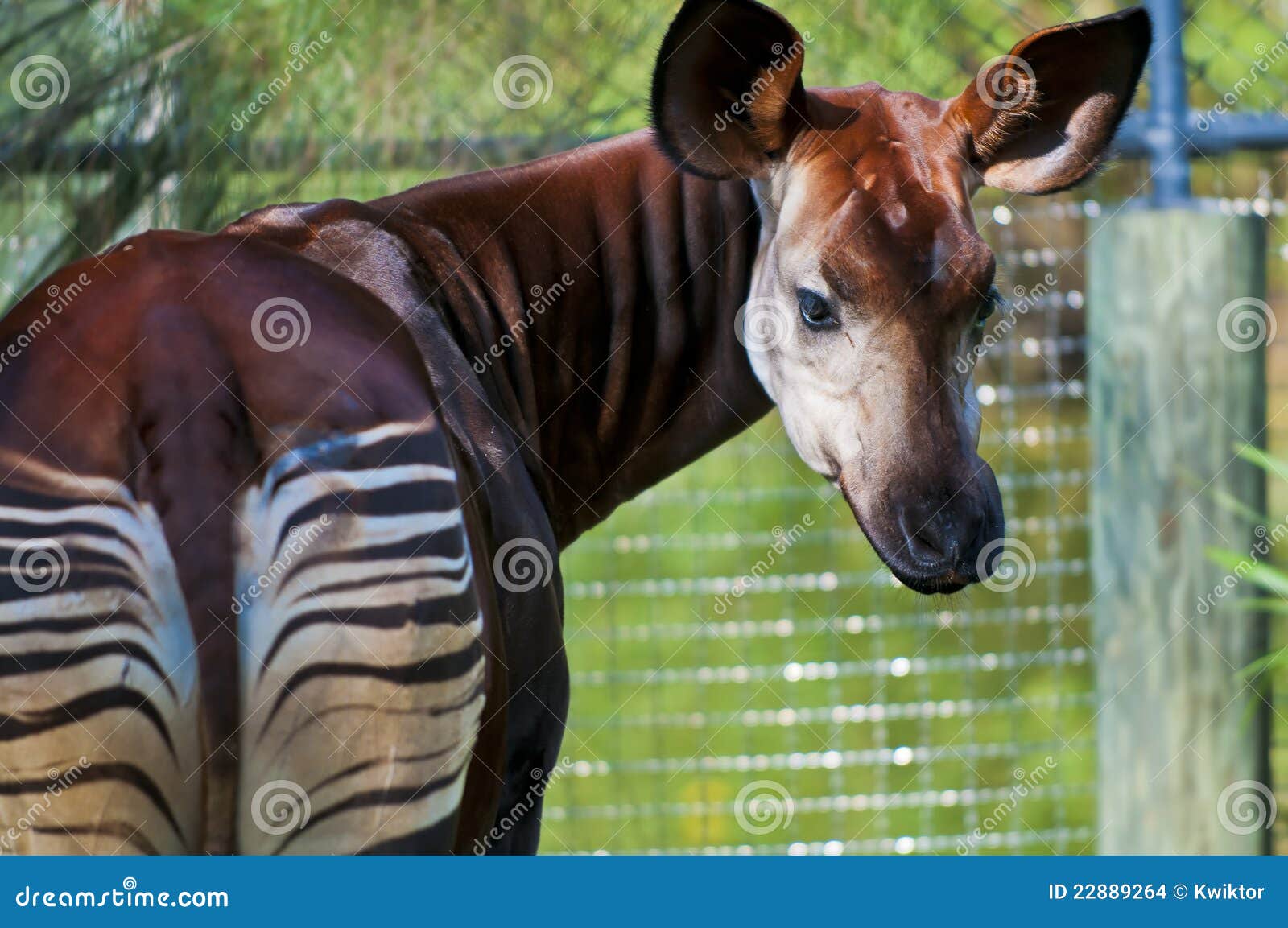 Okapi stock photo. Image of congo, nature, conservation - 22889264