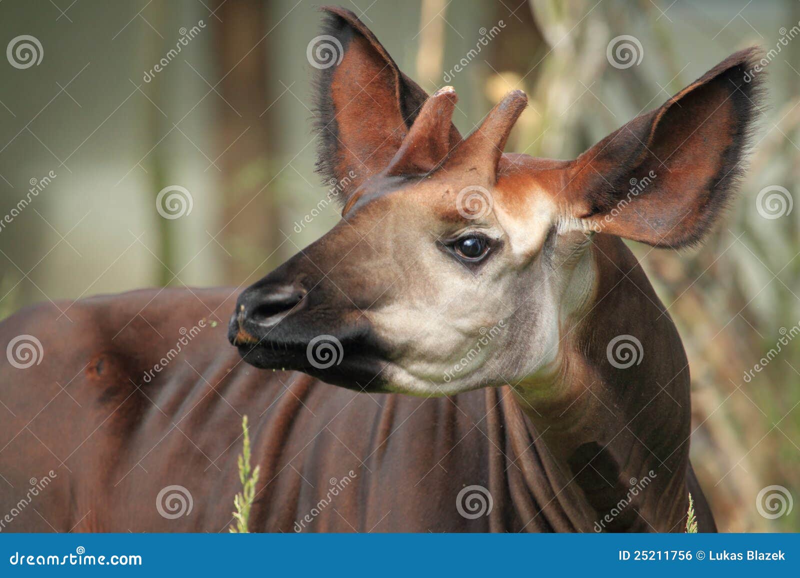 Okapi stock photo. Image of body, nature, mammal, animal - 25211756