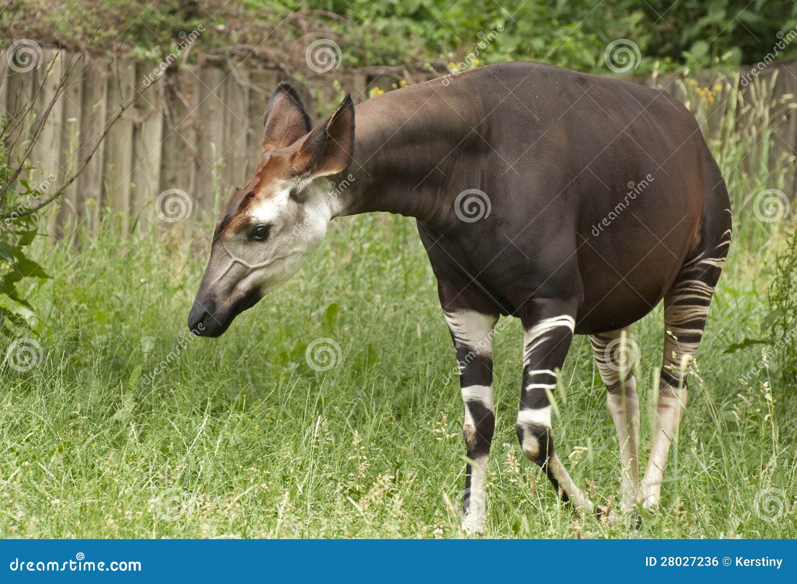Okapi stock photo. Image of grassland, prairie, africa - 28027236