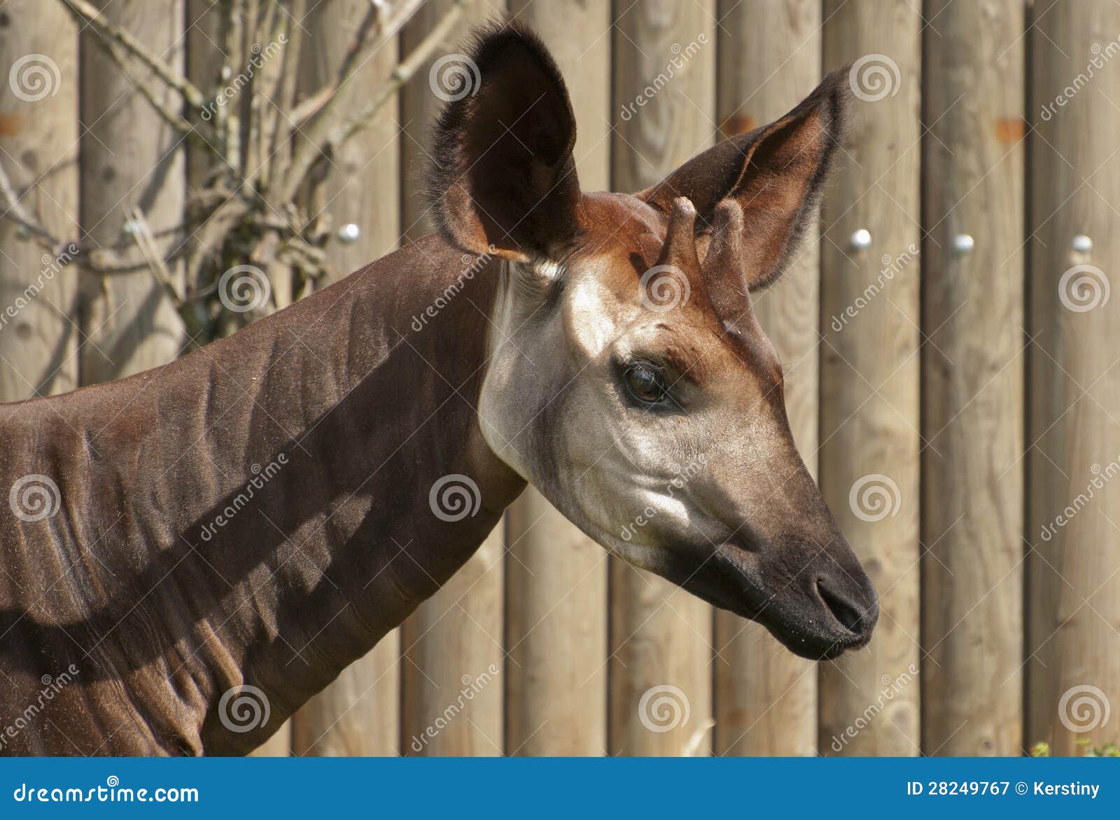Okapi stock image. Image of animal, tongue, unique, amazing - 28249767