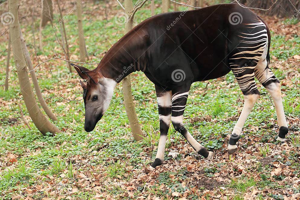 Okapi stock image. Image of giraffid, artiodactyl, detail - 28830011