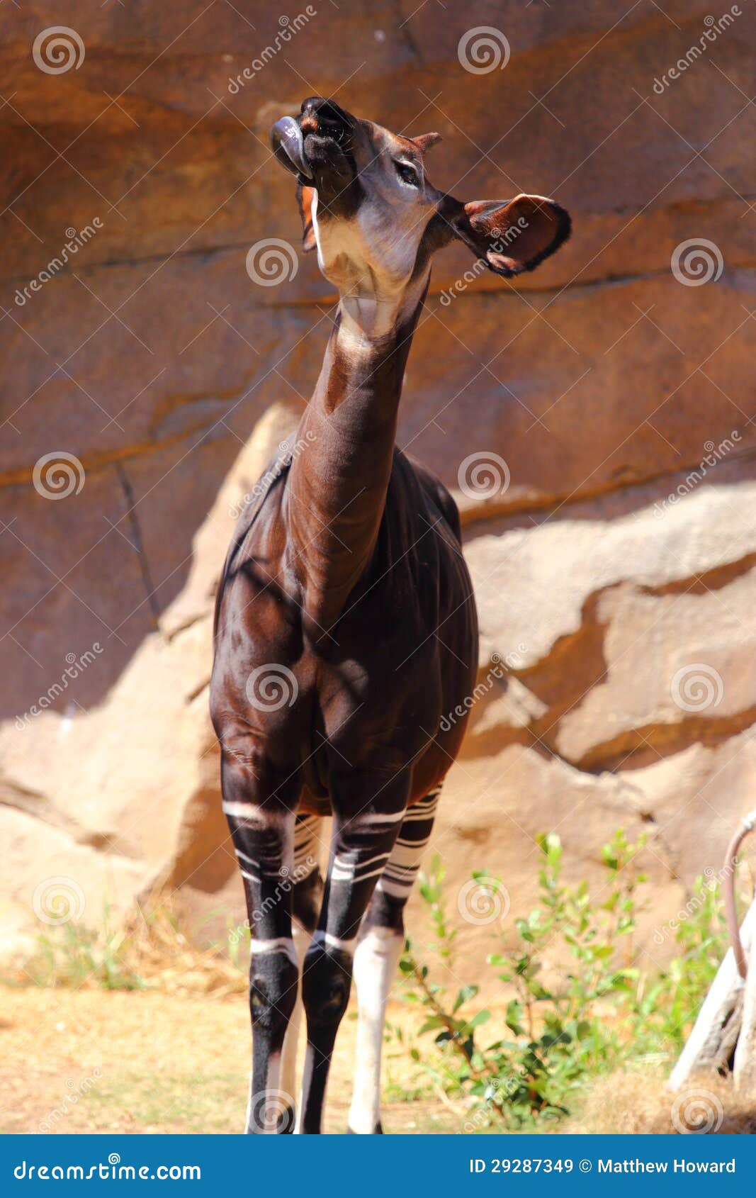 Okapi stock image. Image of hoofed, artiodactyla, species - 29287349