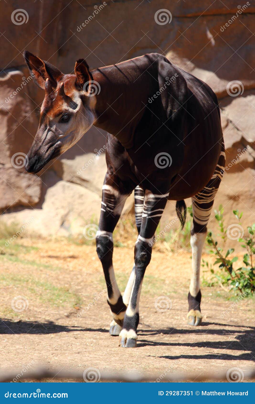 Okapi stock image. Image of unusual, hoofed, hoof, africa - 29287351