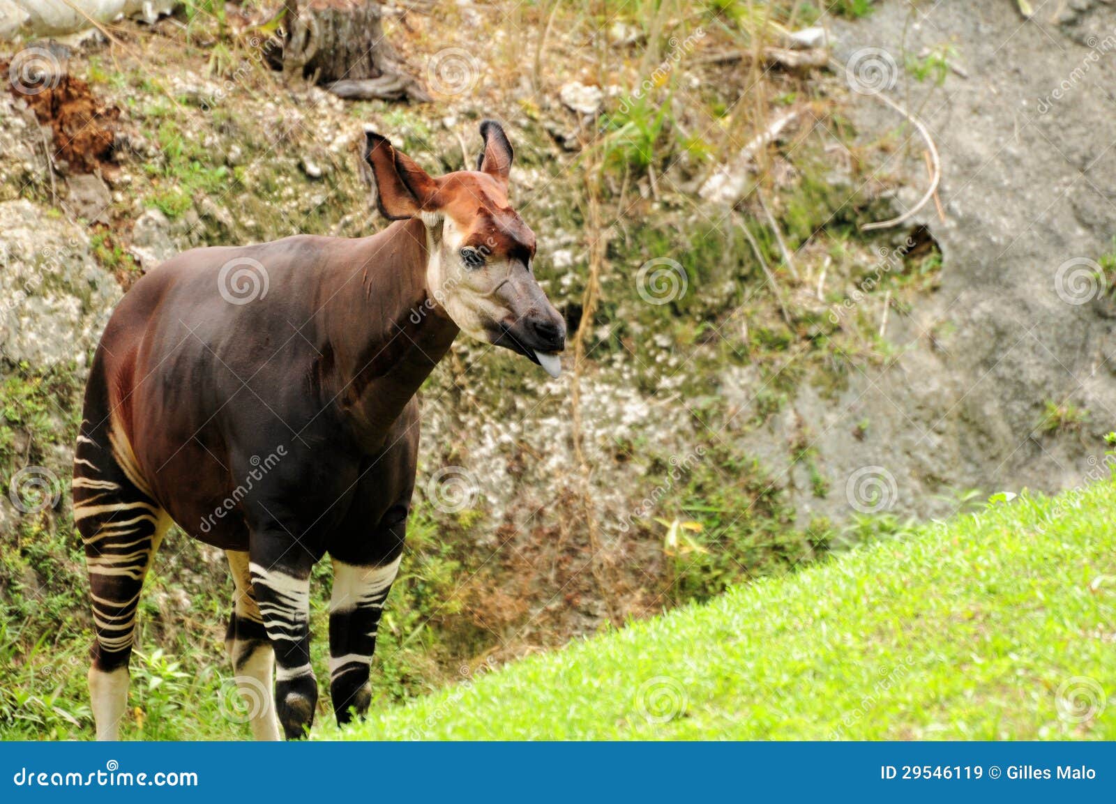 Okapi stock image. Image of tropical, giraffe, woodland - 29546119