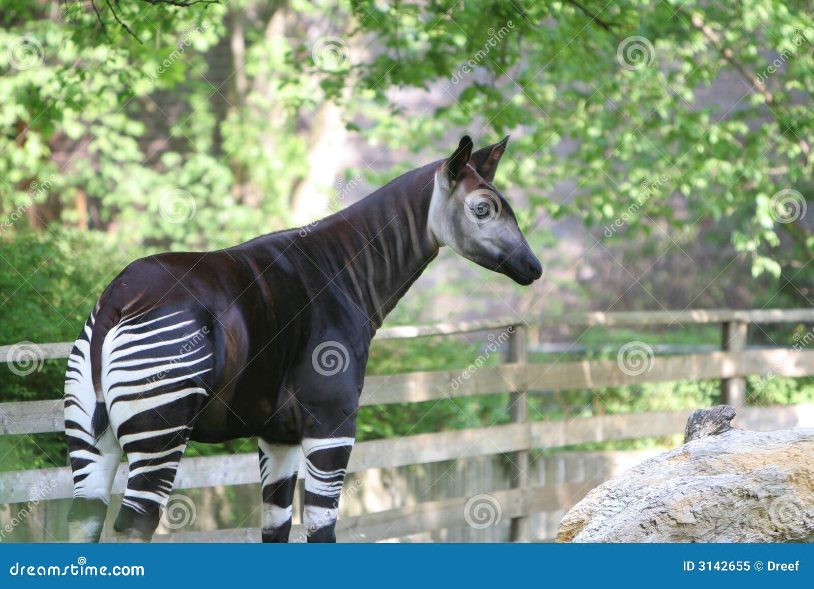 Okapi stock image. Image of family, endangered, conservation - 3142655