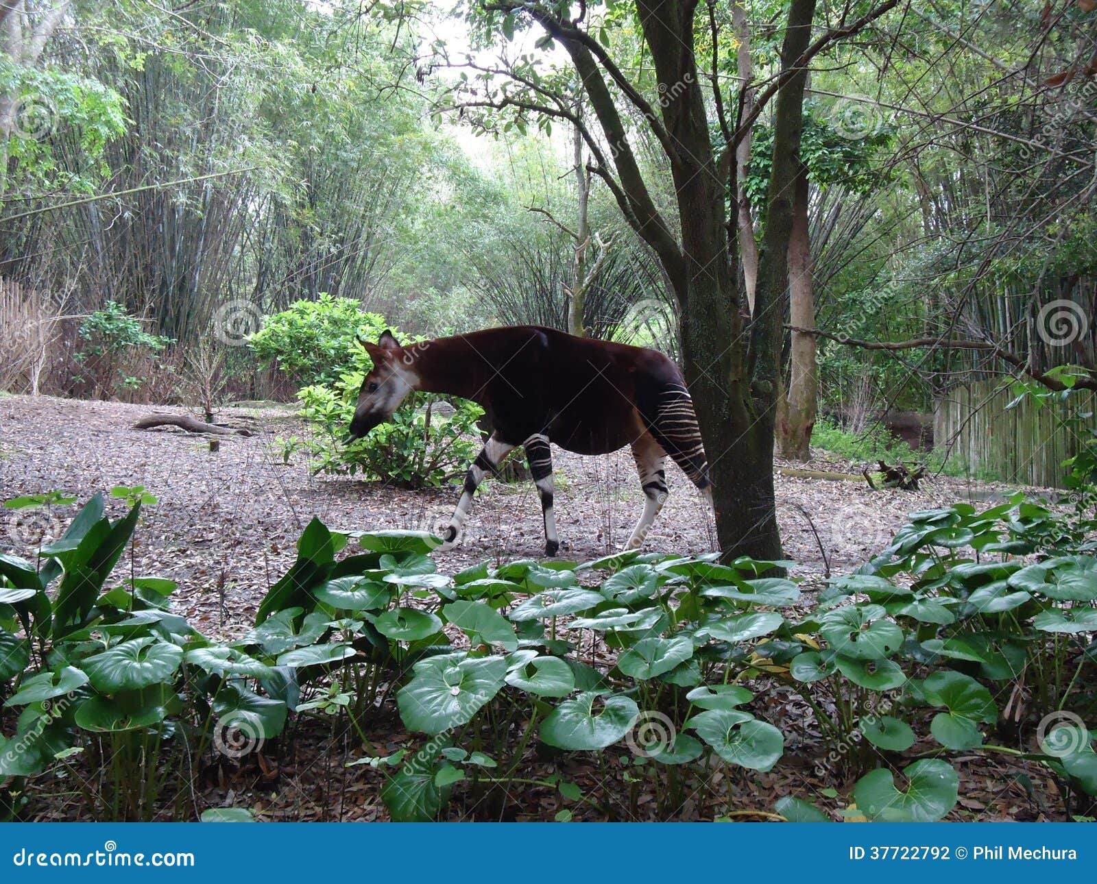 Okapi stock photo. Image of strolling, okapi, wild, mammal - 37722792
