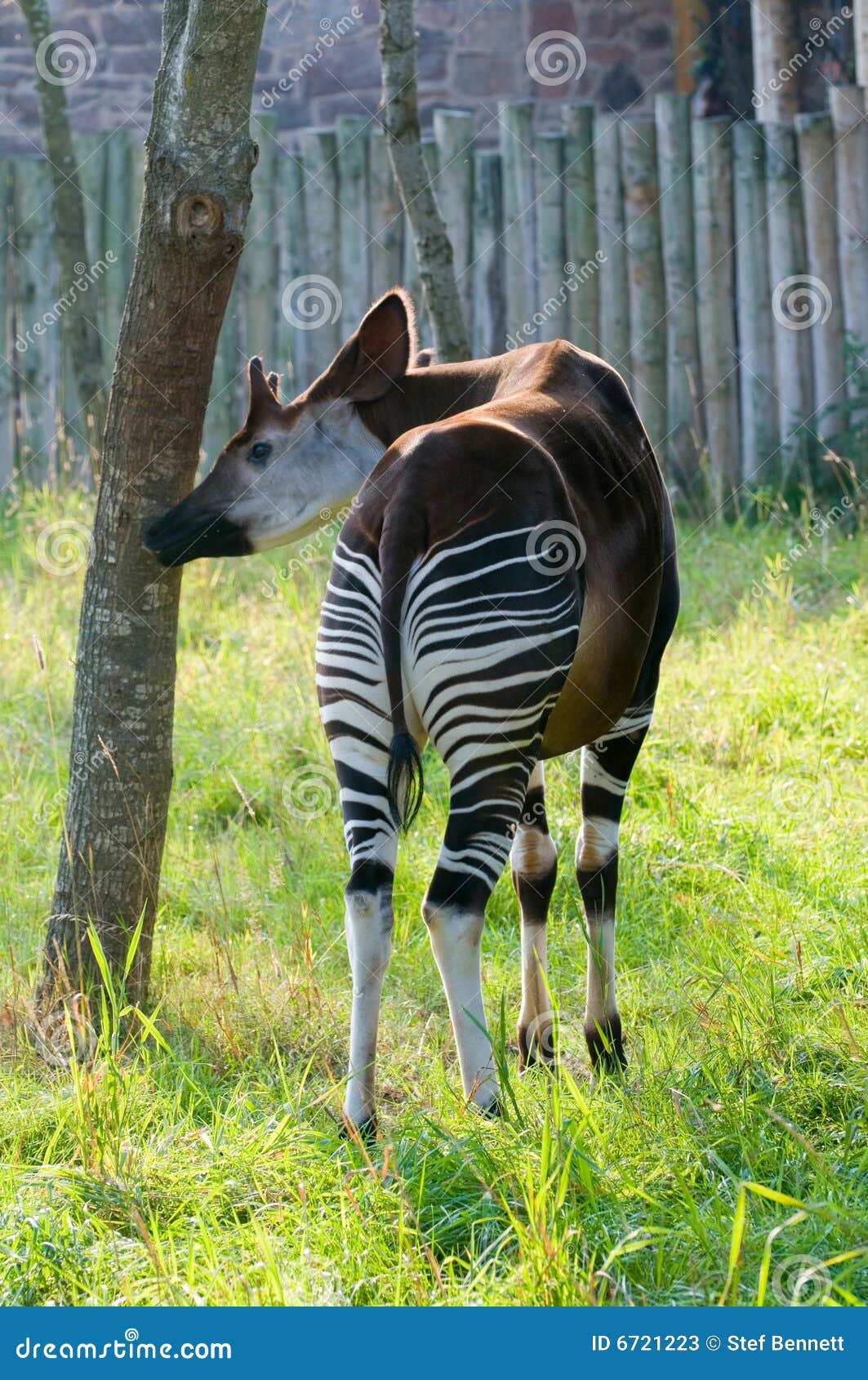 Okapi stock image. Image of animal, life, johnstoni, grass - 6721223