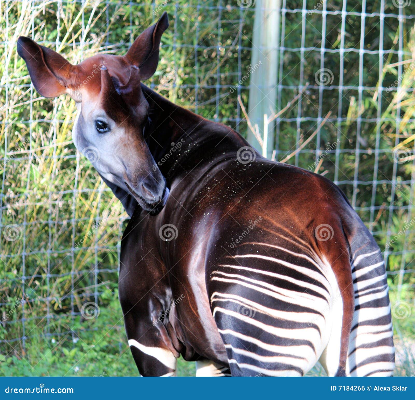 Okapi Royalty-Free Stock Image | CartoonDealer.com #28832104