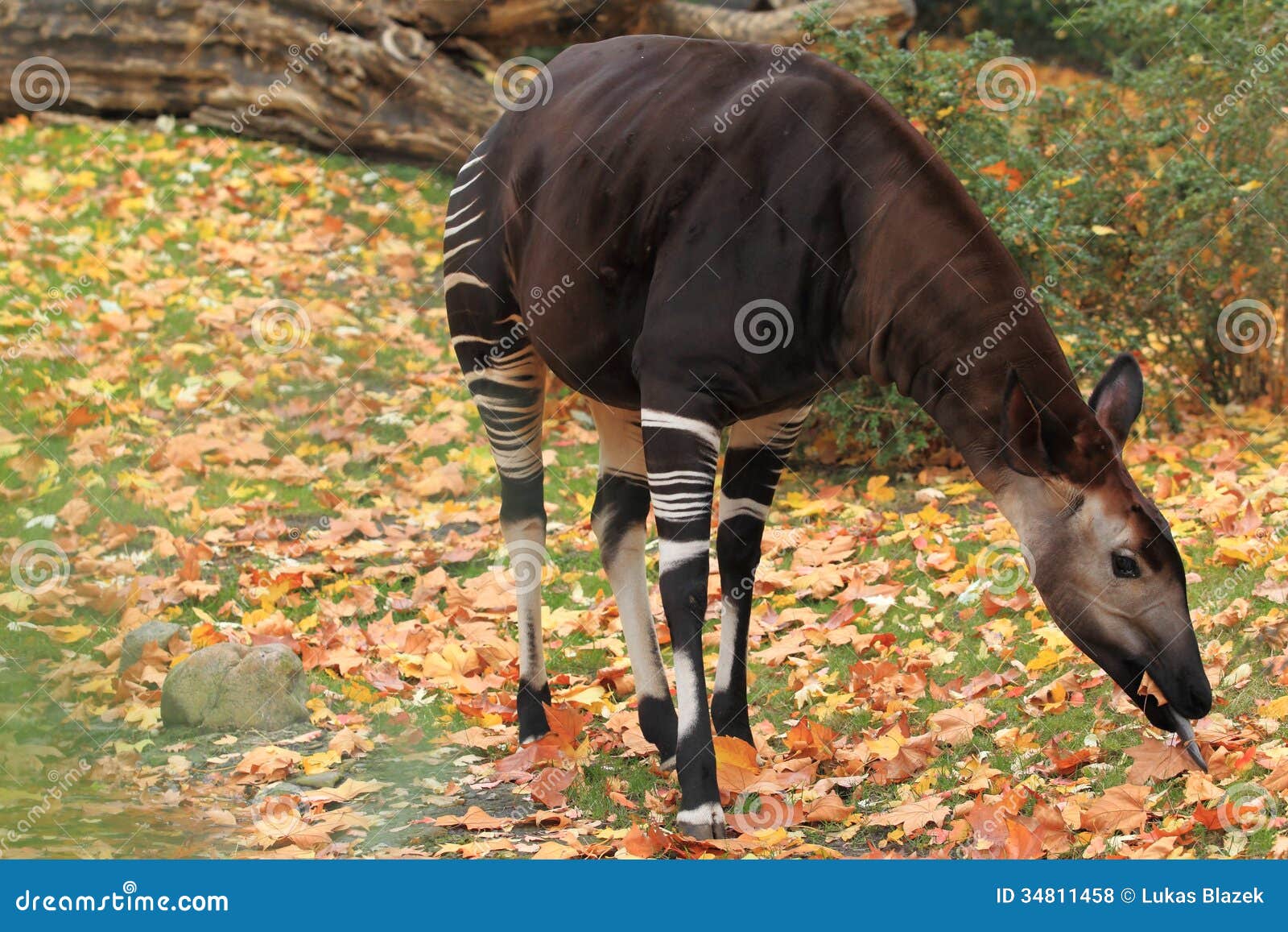 Okapi stock photo. Image of artiodactyl, johnstoni, animal - 34811458