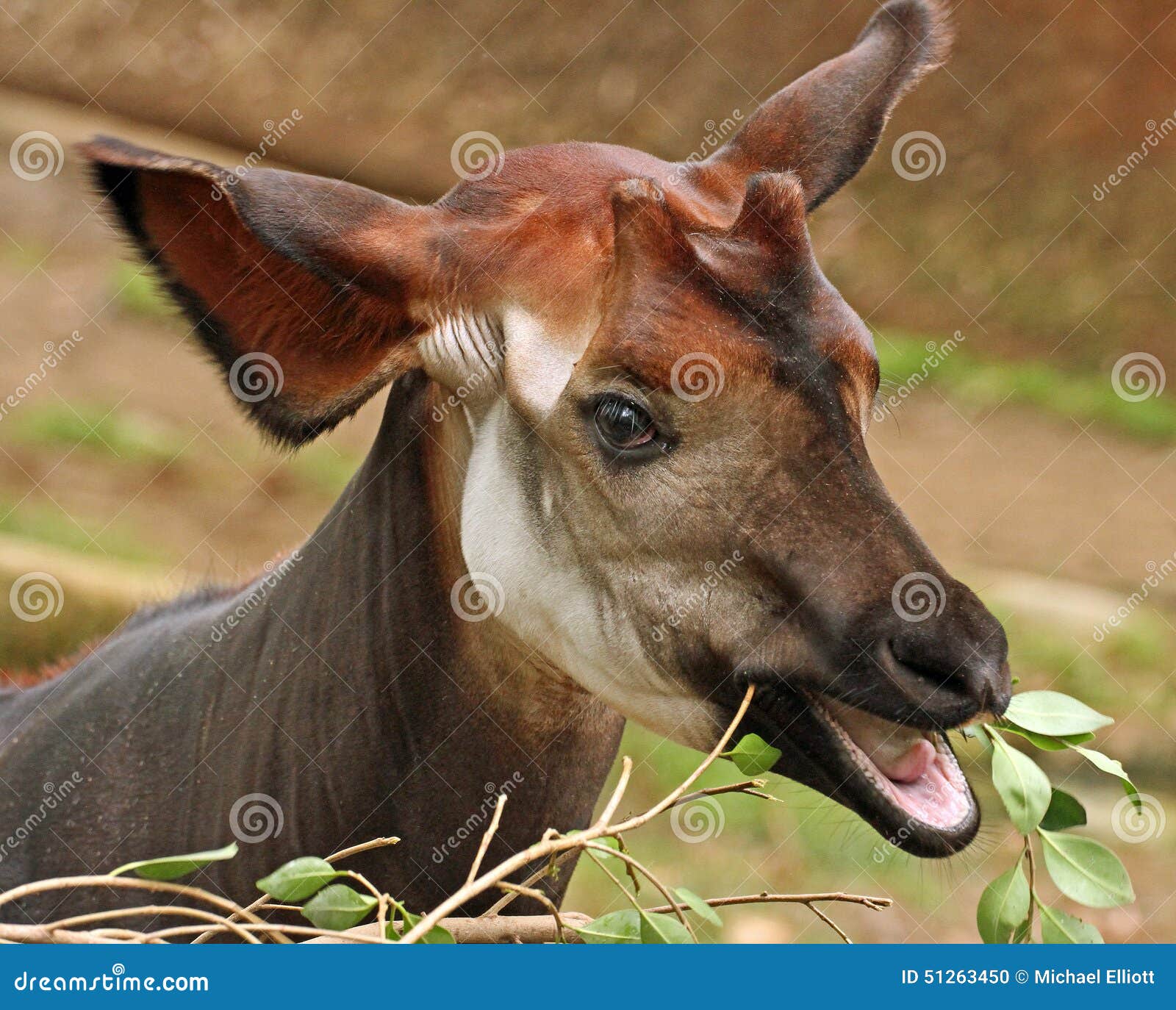Okapi stock photo. Image of details, eyes, detail, furry - 51263450