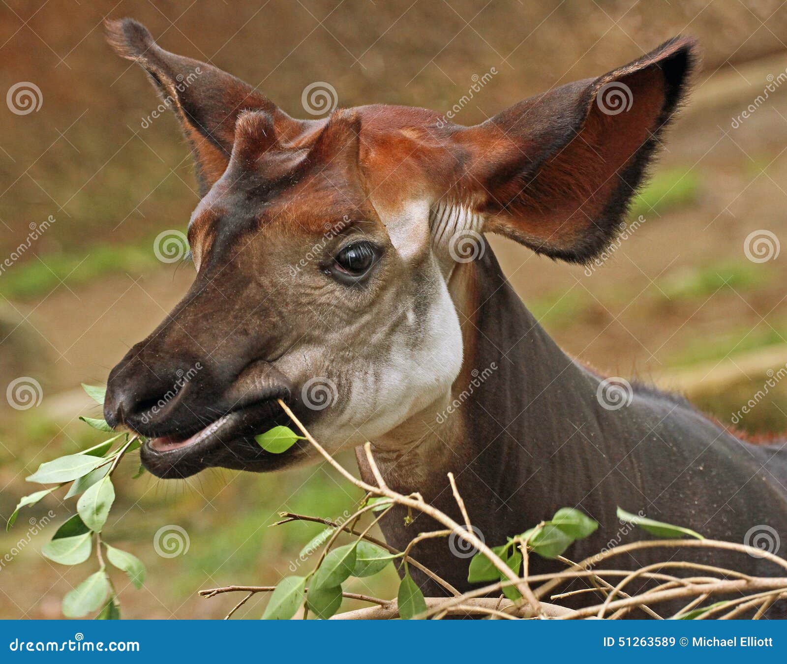 Okapi stock image. Image of giraffe, neck, africa, feed - 51263589