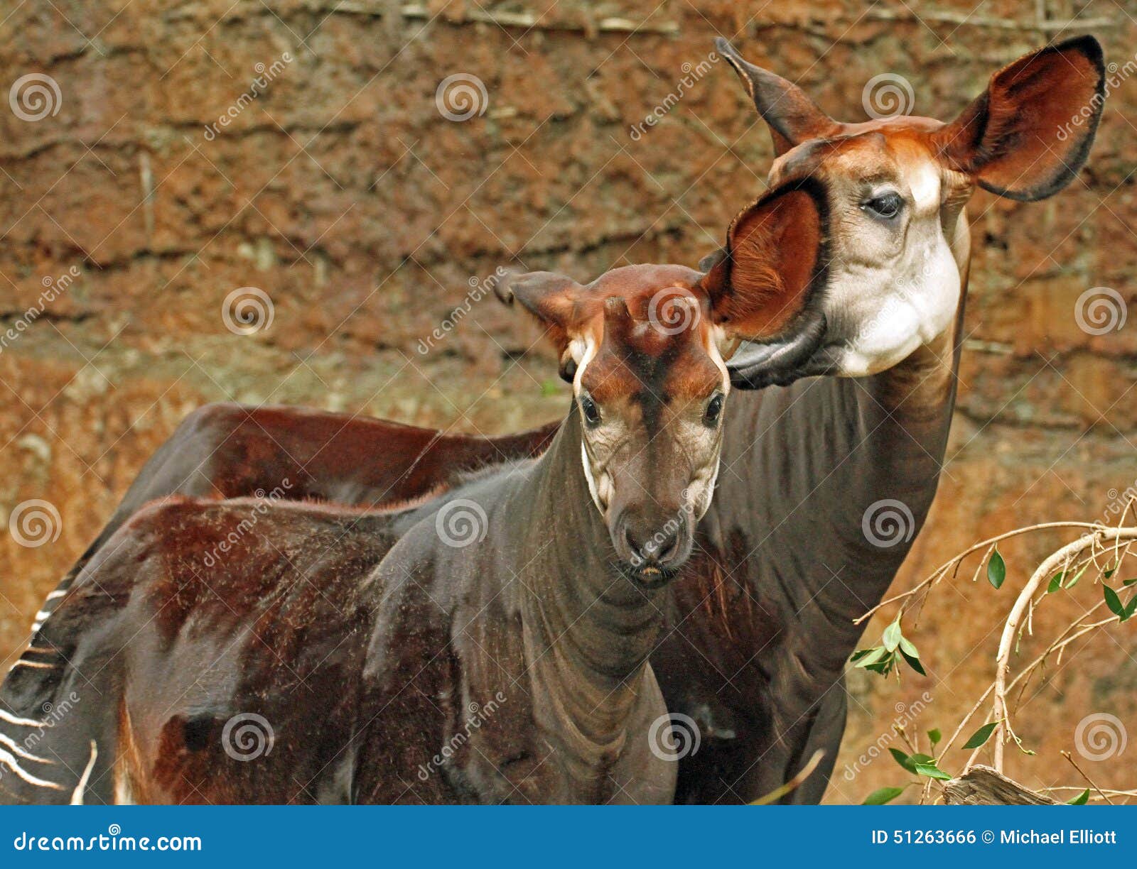 Okapi stock photo. Image of ears, mouth, closeup, africa - 51263666