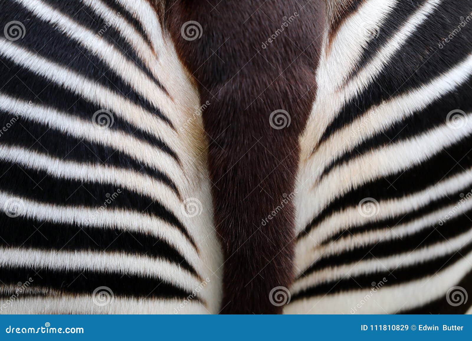 Okapi Pattern Stock Photos - Free & Royalty-Free Stock Photos from ...