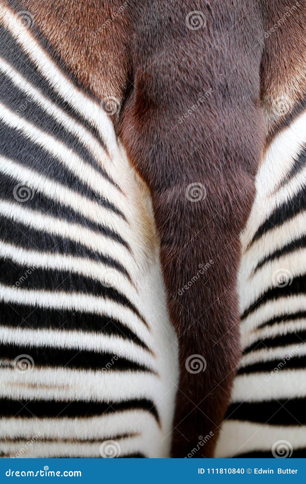 Okapi stock photo. Image of mammal, wild, republic, okapia - 111810840