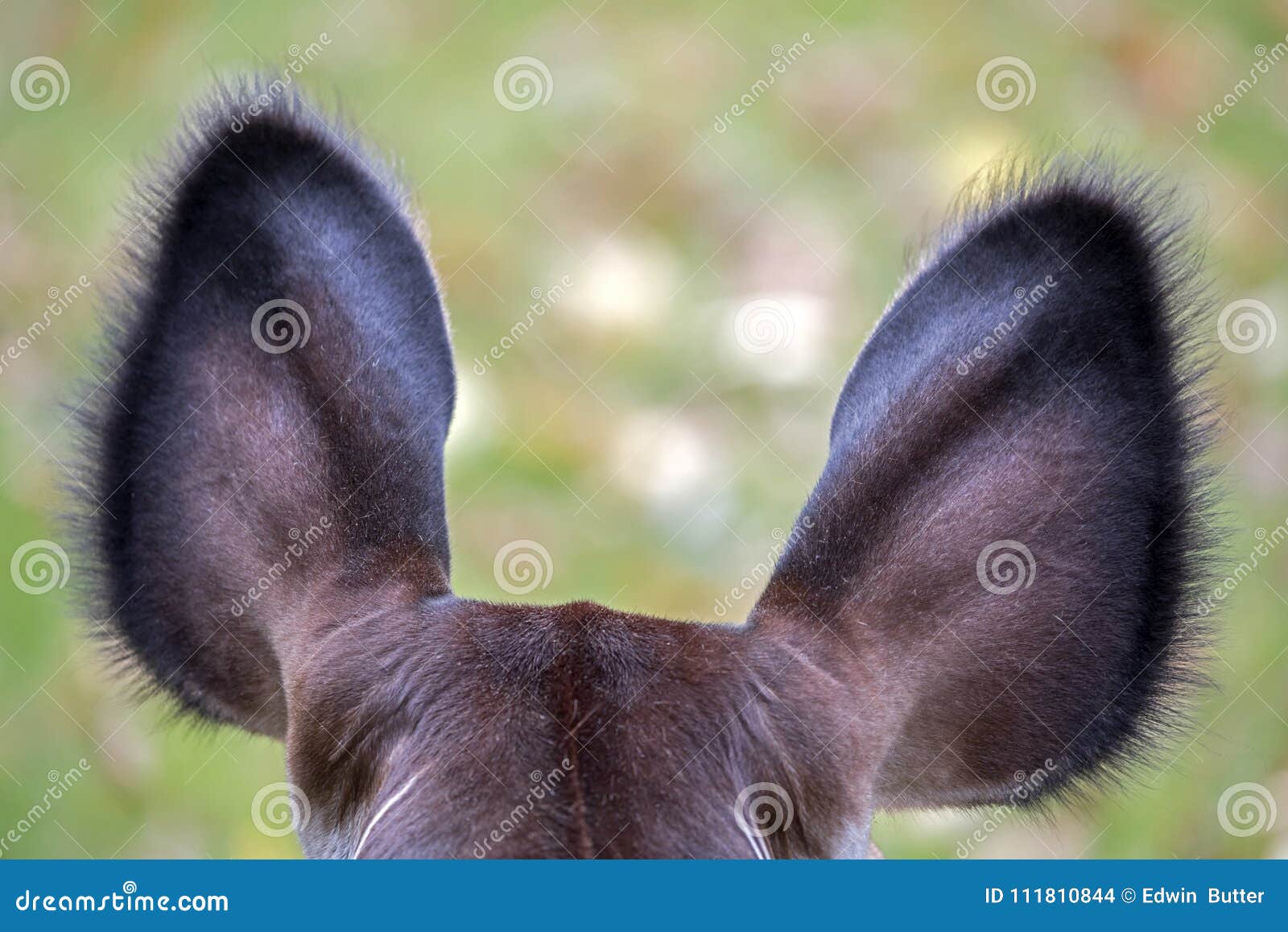Okapi stock photo. Image of africa, okapia, white, back - 111810844