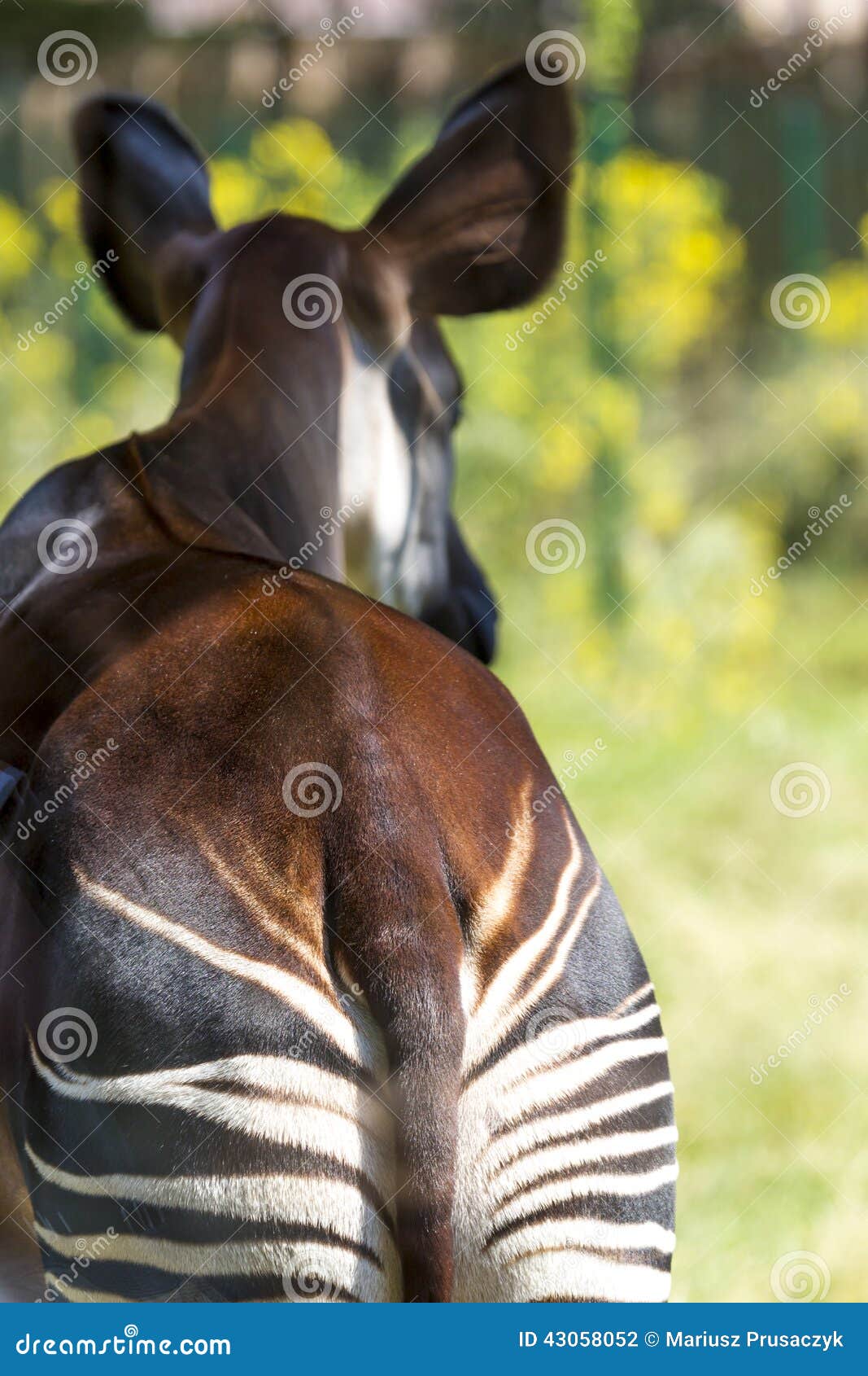 Okapi stock photo. Image of zebra, okapi, stripes, yokohama - 43058052