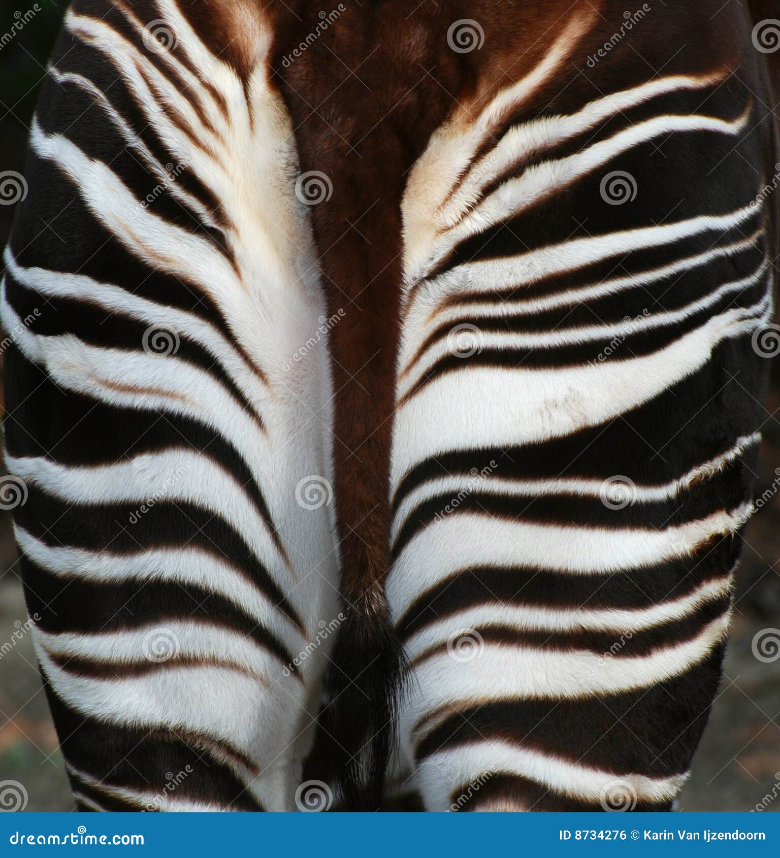 Okapi derrière photo stock. Image of brun, fond, noir - 8734276