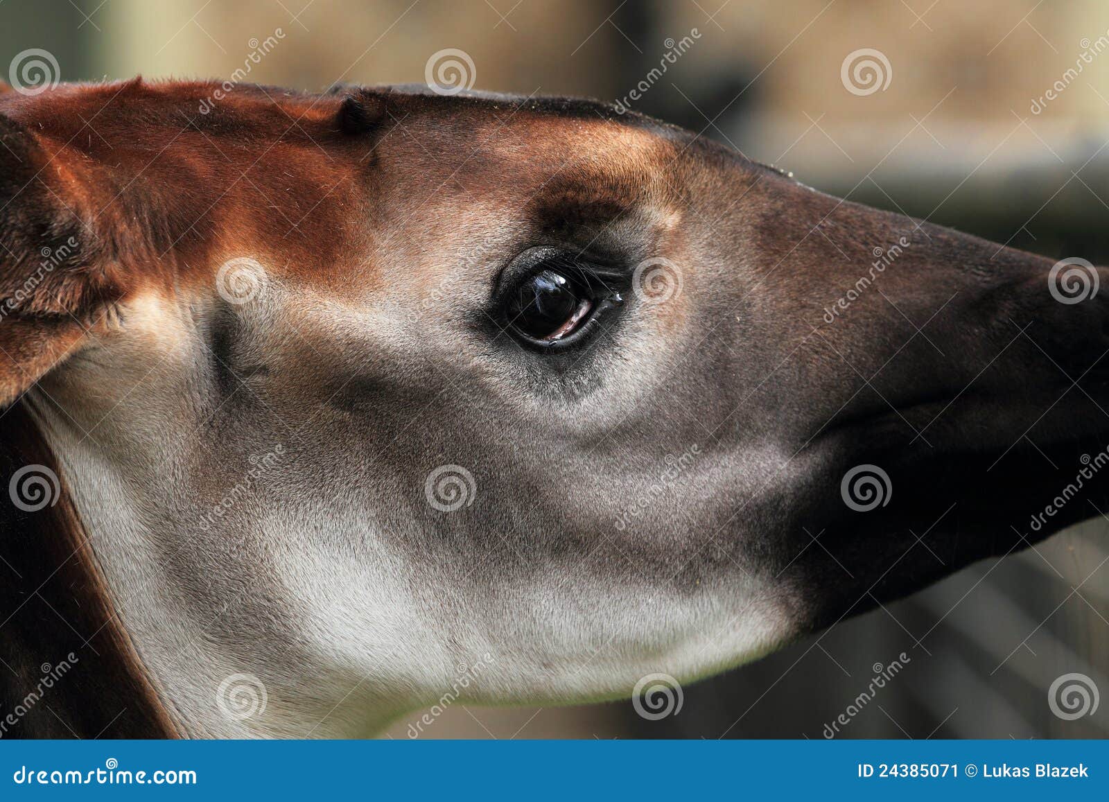 Okapi detail stock image. Image of okapi, okapia, head - 24385071