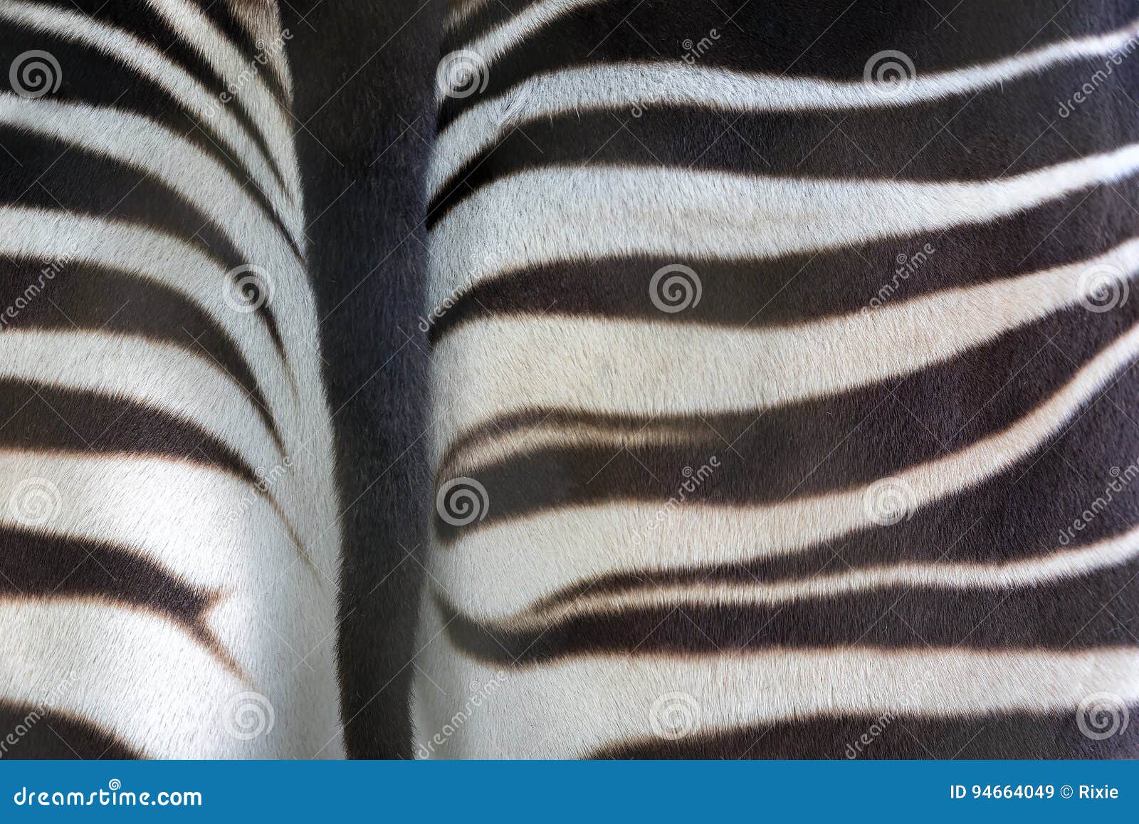 Okapi Detail Abstract Background Stock Image - Image of rump, abstract ...