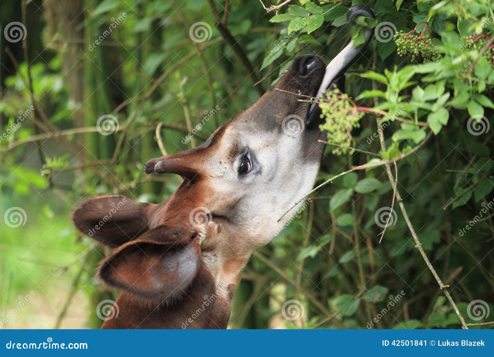 Okapi stock image. Image of nature, detail, mammal, africa - 42501841