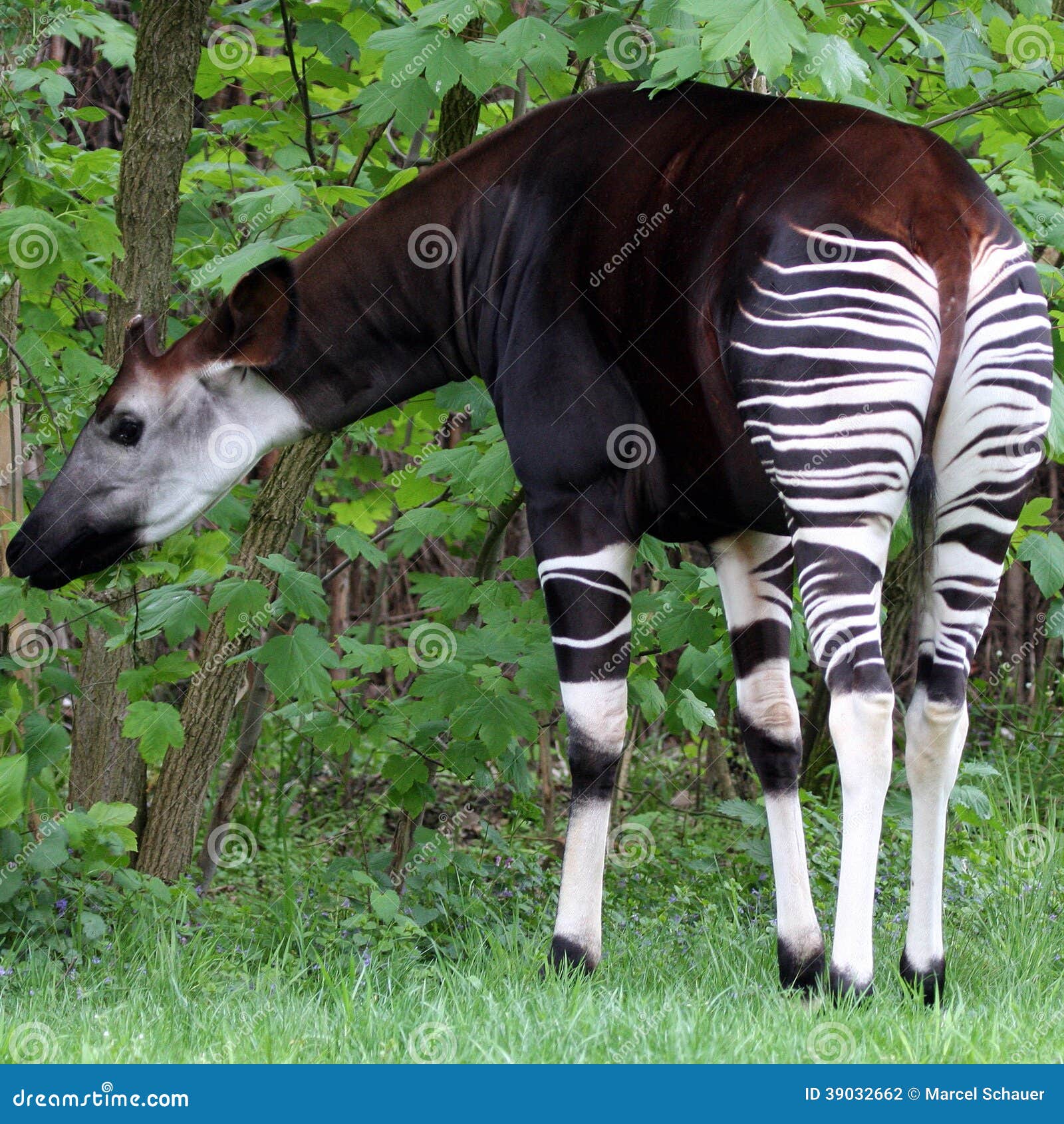 Okapi stock photo. Image of turned, white, cutout, look - 39032662