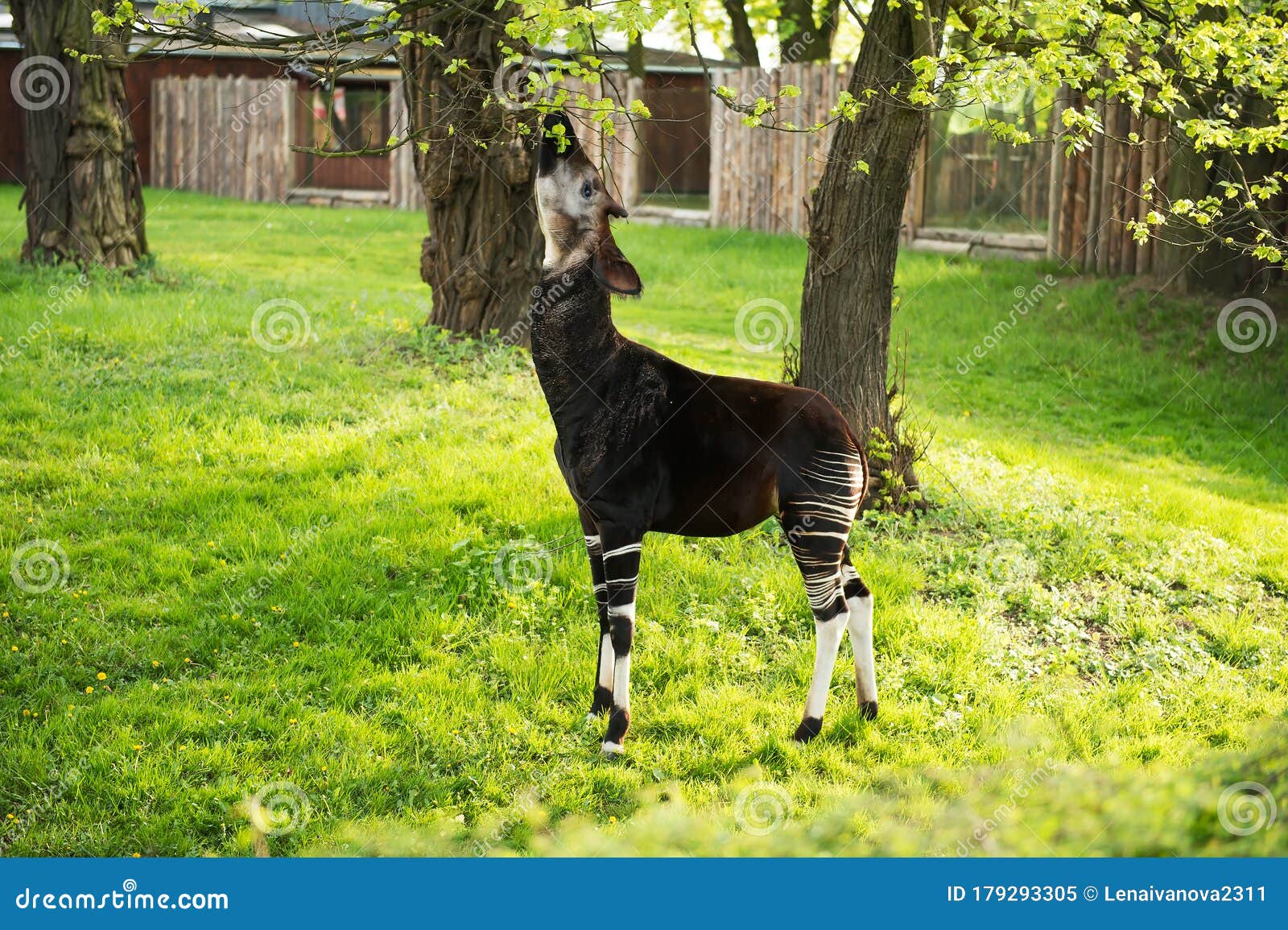 Okapi eats leafs from tree stock image. Image of rainforest - 179293305