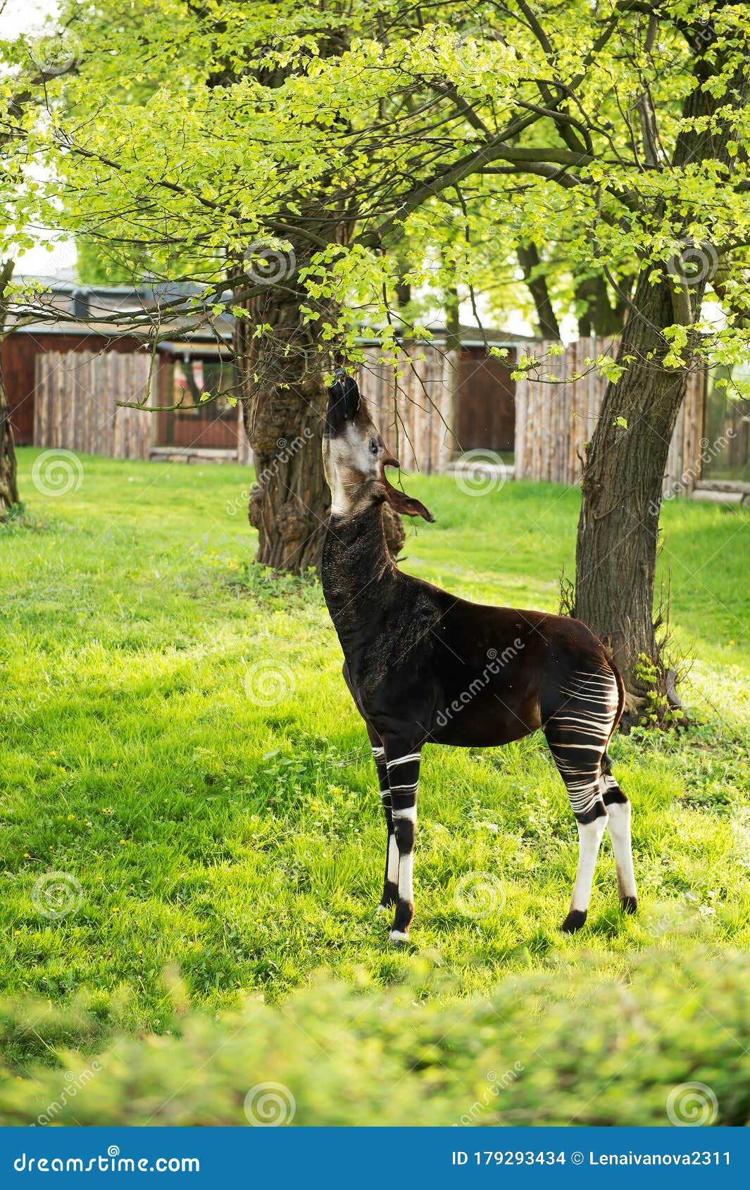 Okapi eats leafs from tree stock photo. Image of rainforest - 179293434