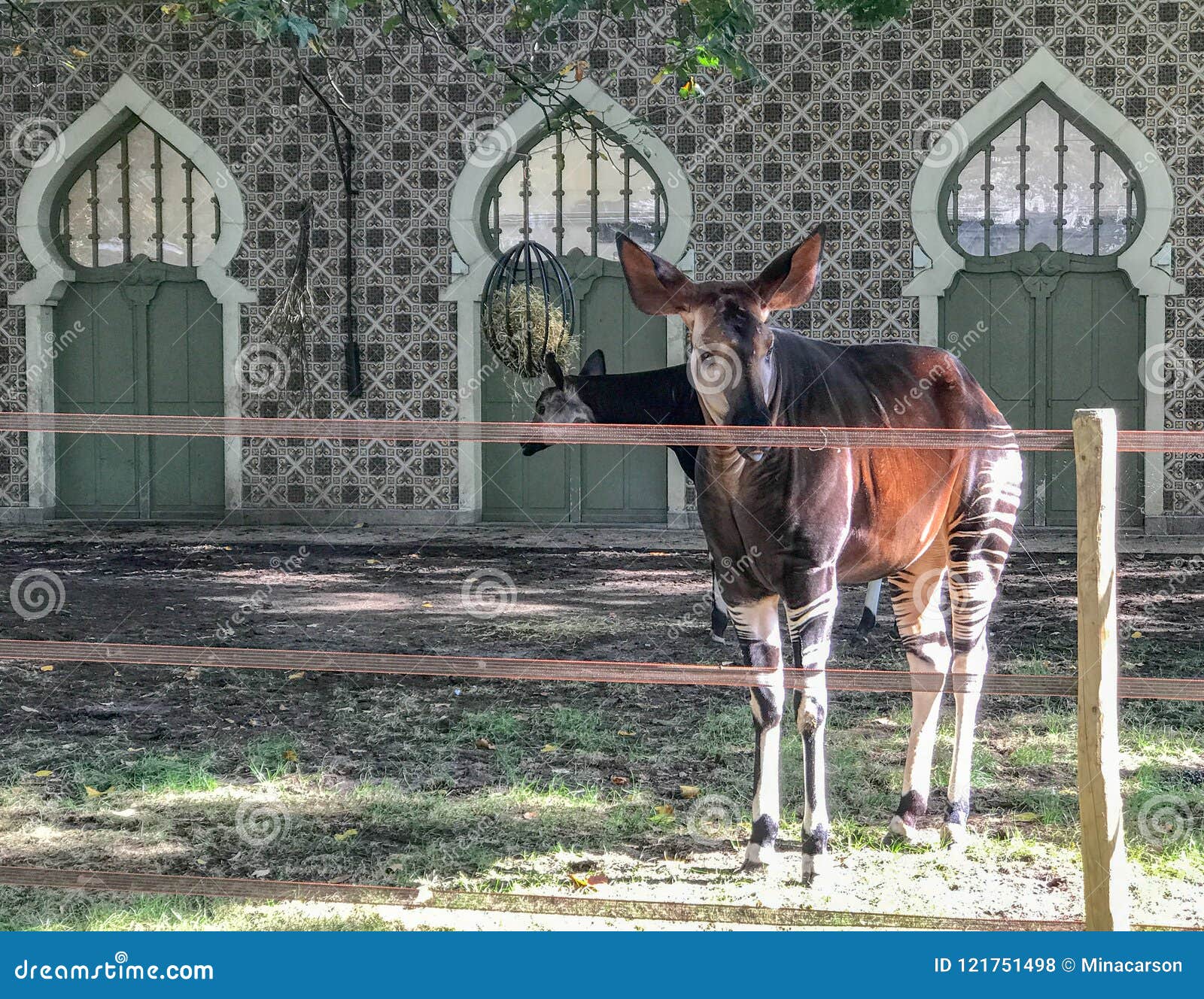 Okapi in Enclosure at Antwerp Zoo, Belgium Editorial Stock Photo ...