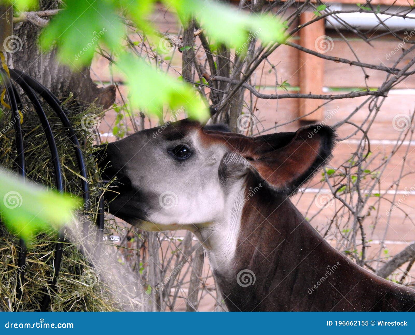 Okapi face while feeding stock image. Image of beautiful - 196662155