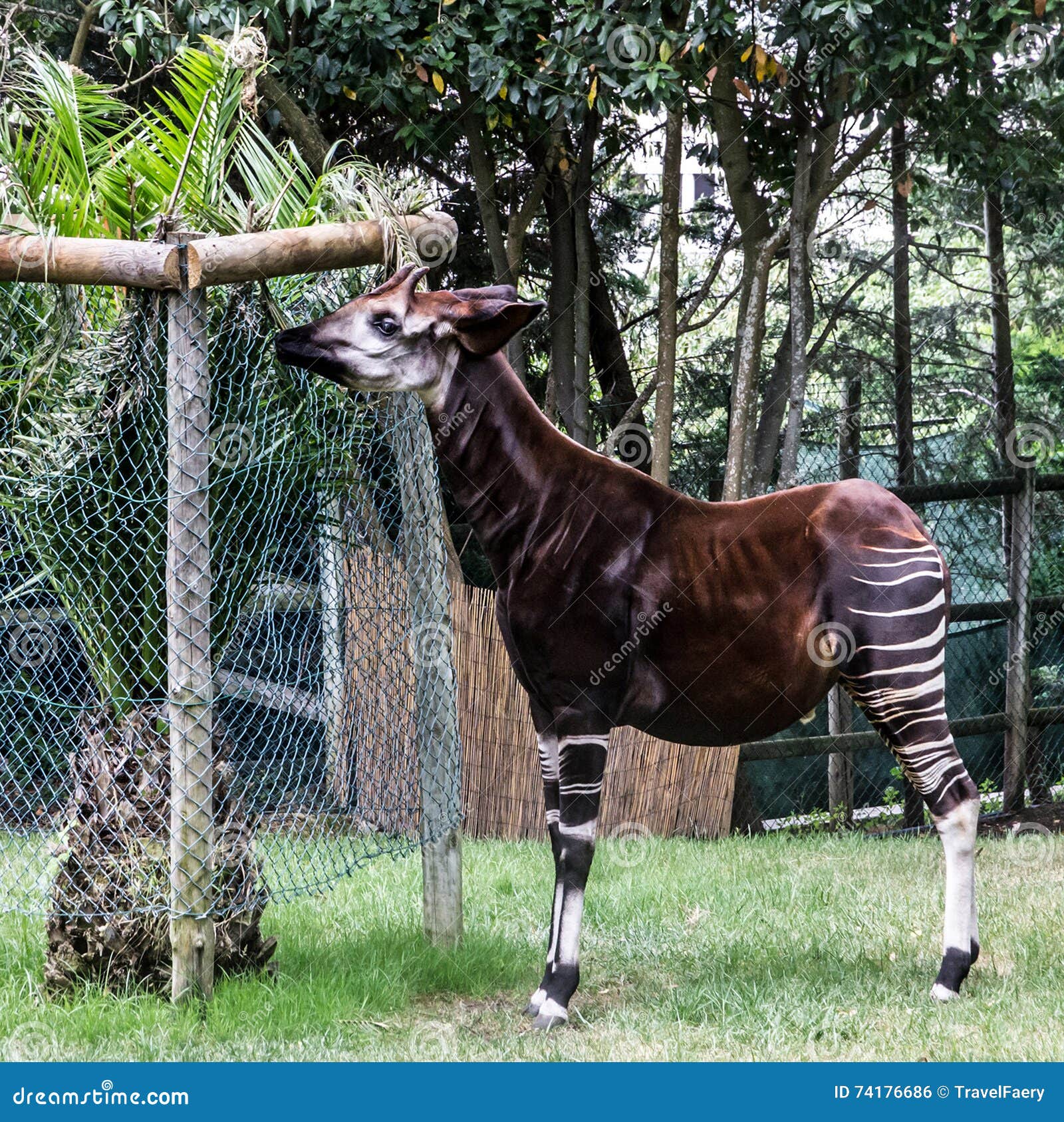 Okapi Feeding, Lisbon Zoo Park Stock Photo - Image of okapi, giraffe ...