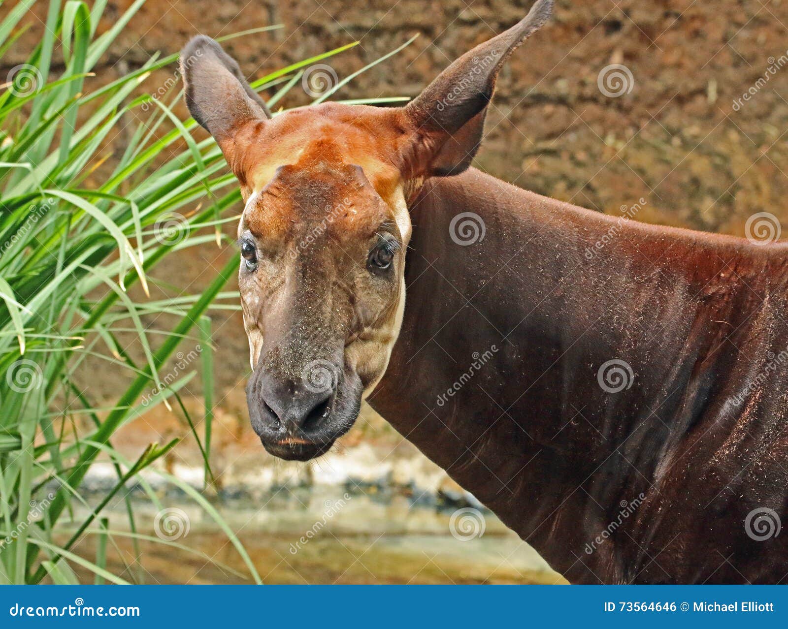 Okapi stock photo. Image of african, feed, female, bite - 73564646
