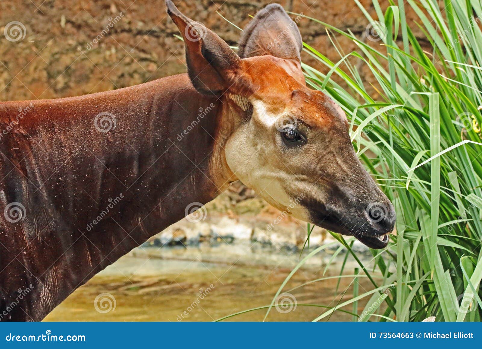 Okapi stock image. Image of closeup, eating, giraffe - 73564663