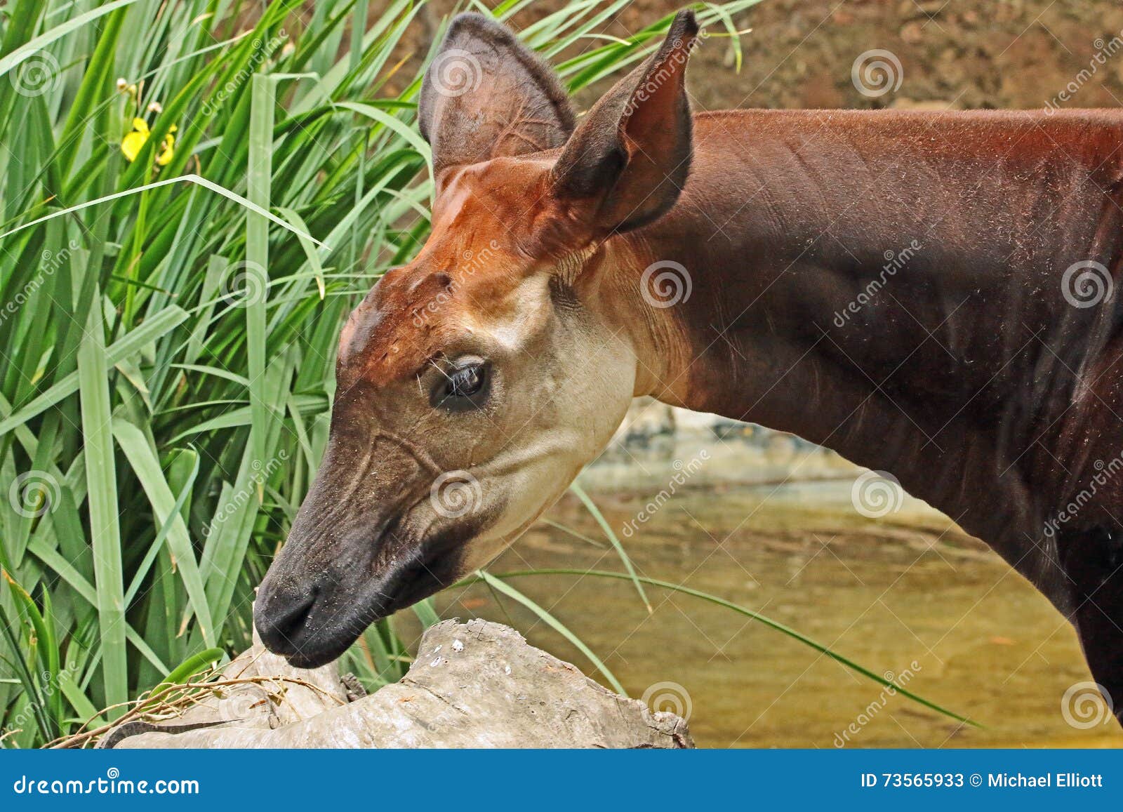 Okapi stock image. Image of detail, eyes, close, mouth - 73565933
