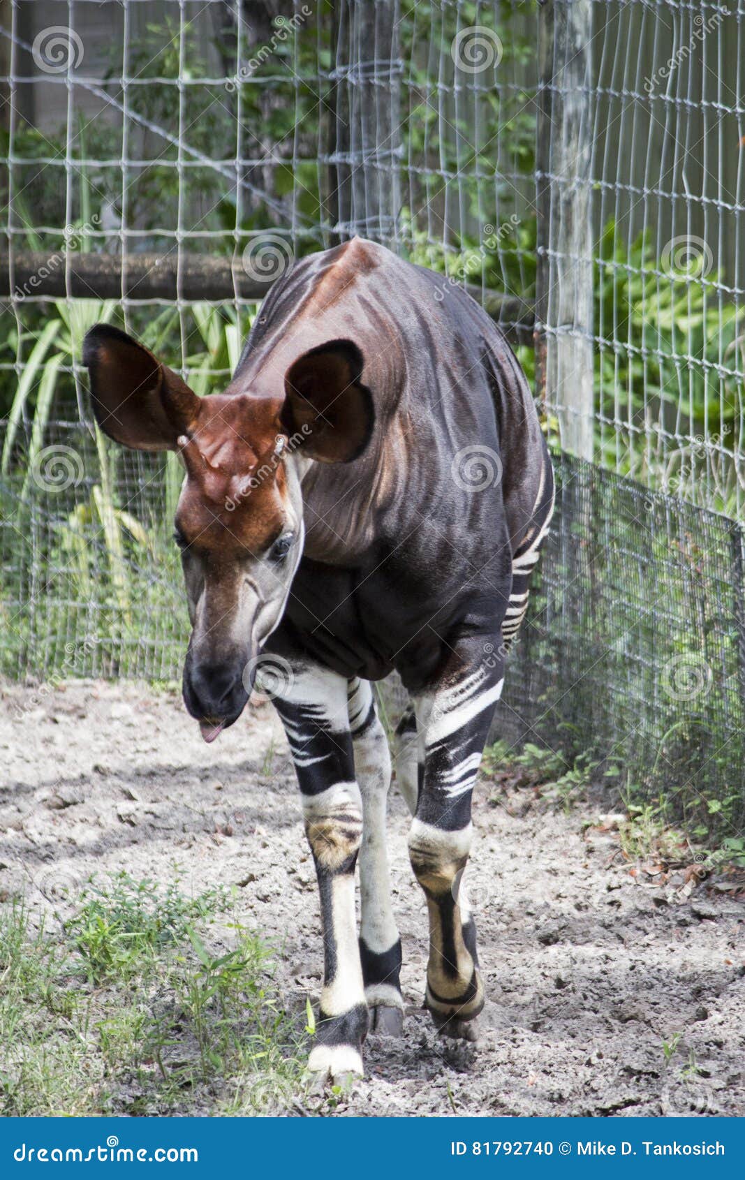 Okapi Frontal stock photo. Image of green, animal, okapi - 81792740