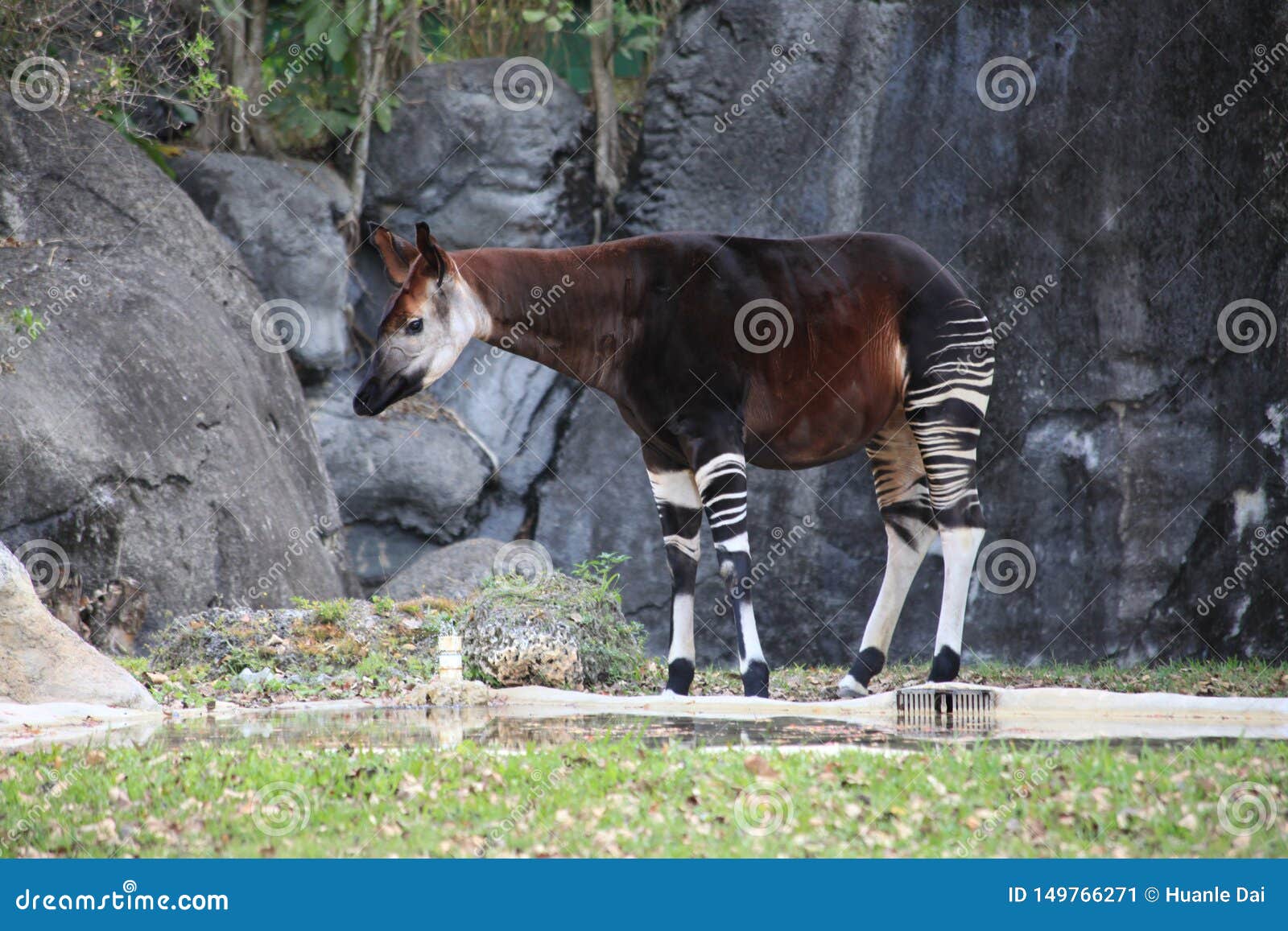 Okapi Royalty-Free Stock Image | CartoonDealer.com #28832104