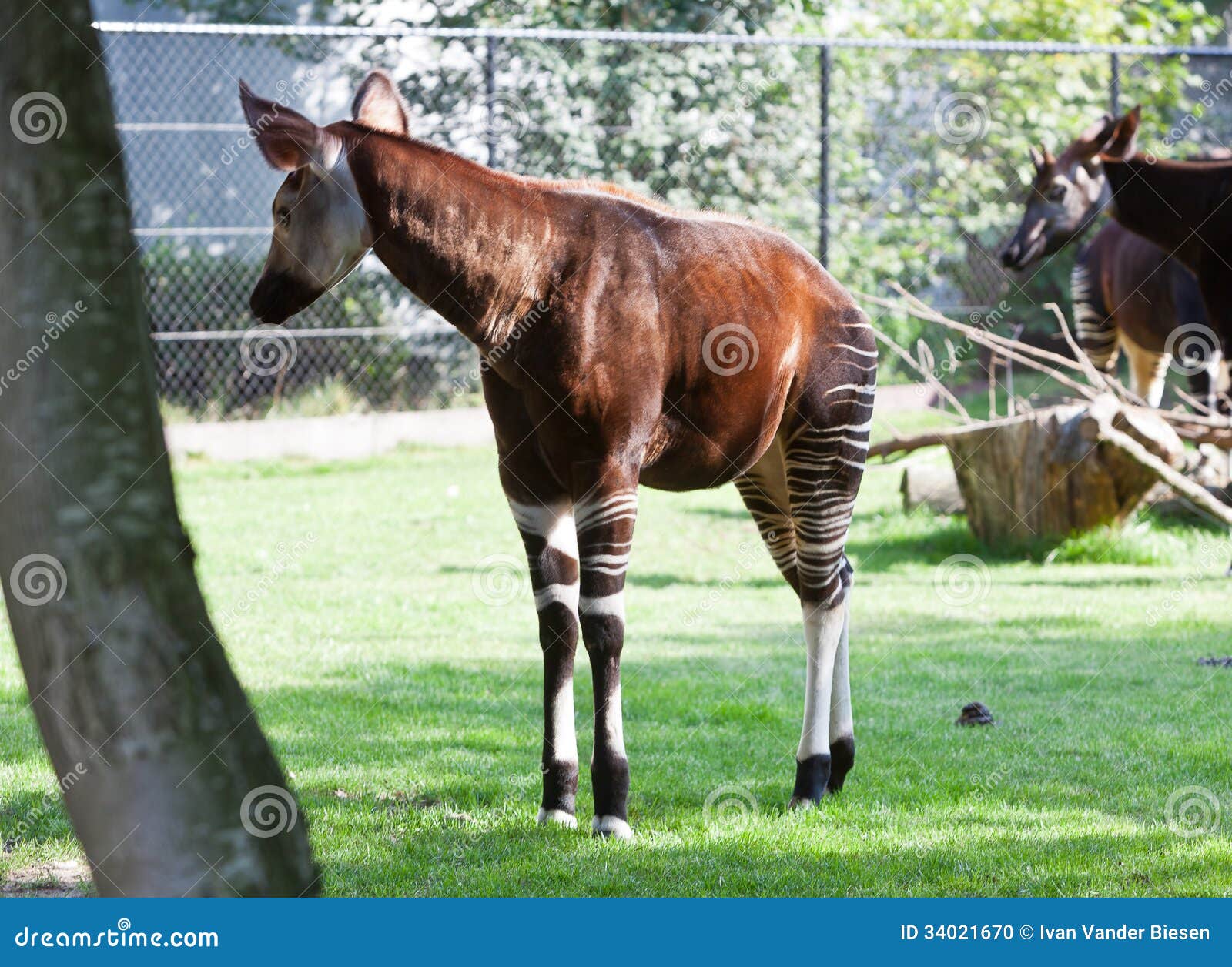 Okapi stock photo. Image of stripes, white, congo, animal - 34021670