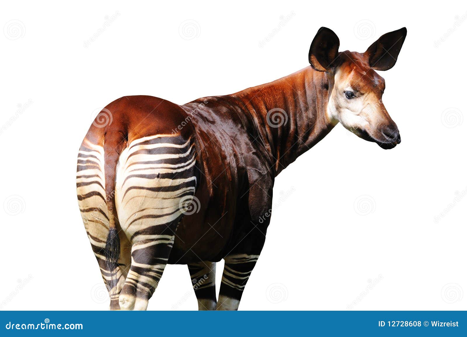 Okapi Isolated On White Background Stock Photo - Image of isolated ...